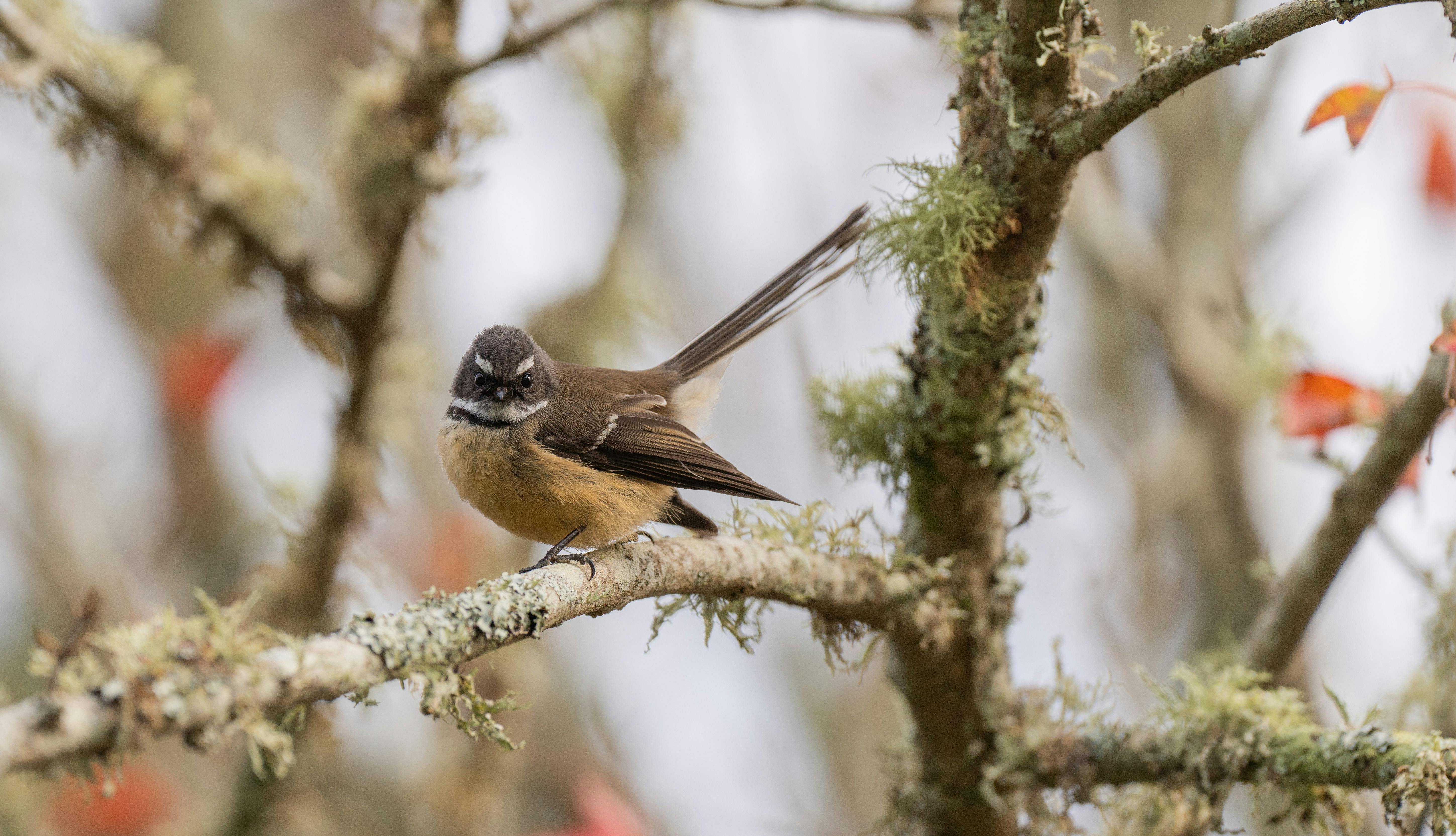 New Zealand Fantail Bird · Free Stock Photo
