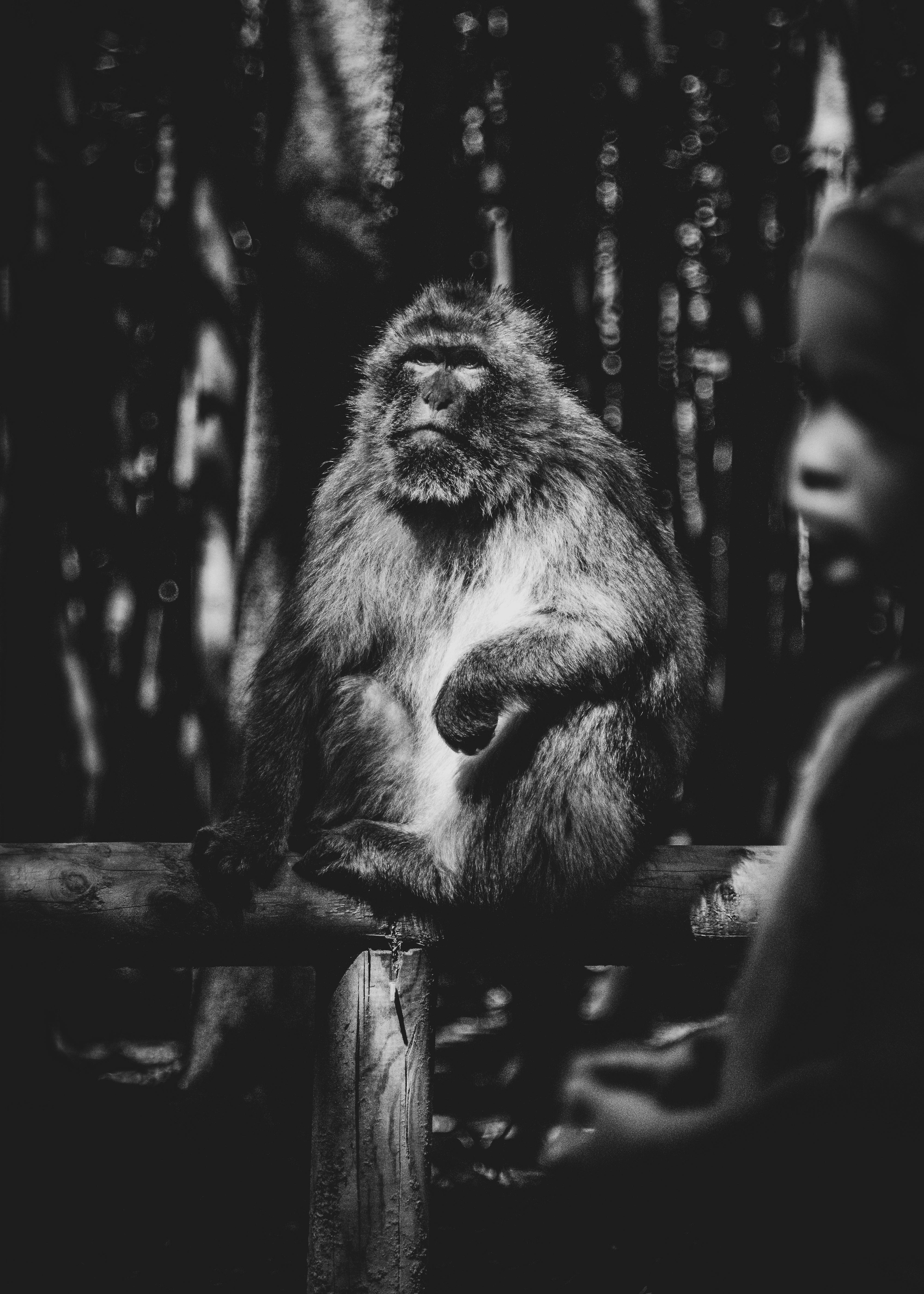 Close up of Monkey in Black and White · Free Stock Photo