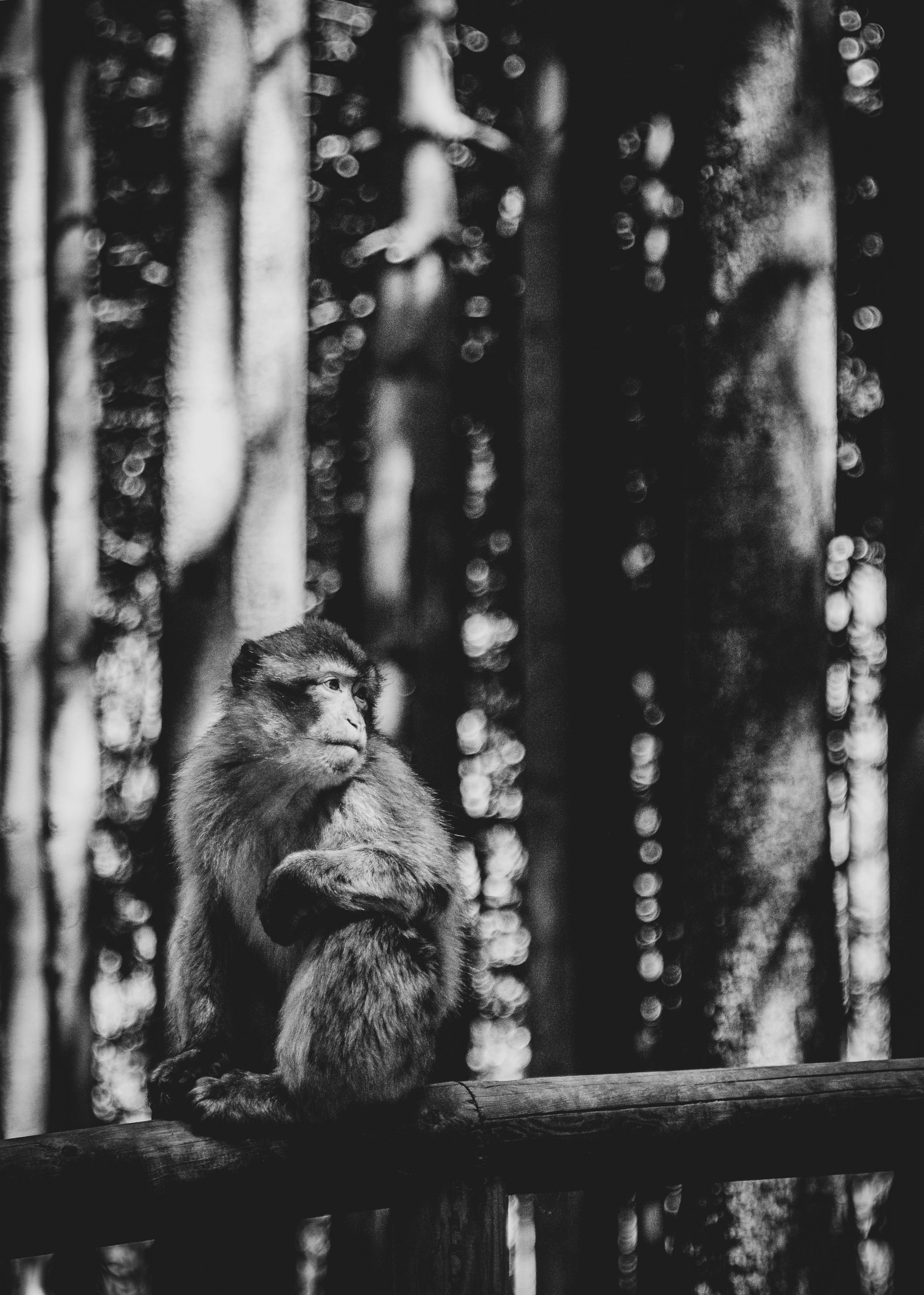 Sitting Monkey in Black and White · Free Stock Photo