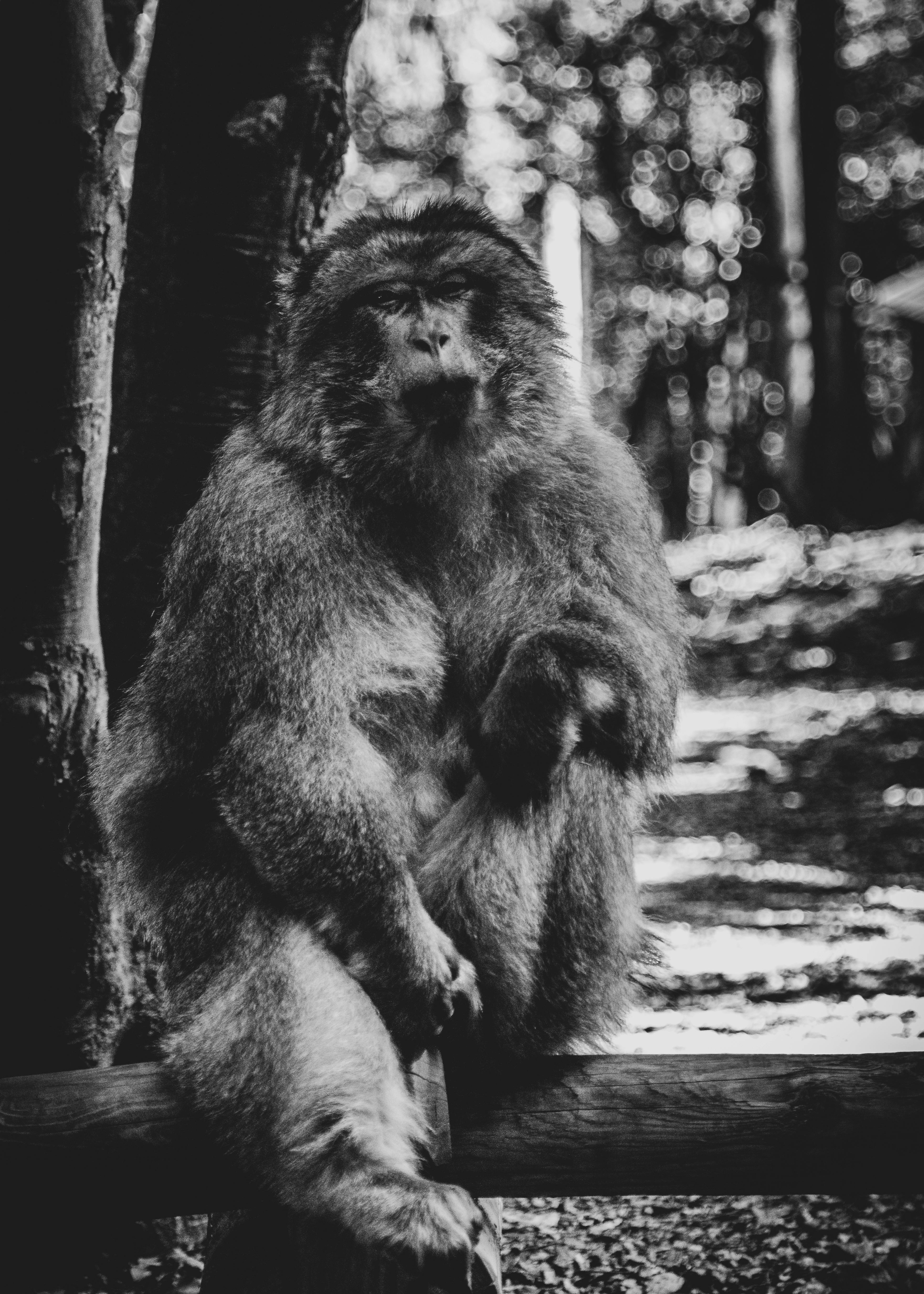 Monkey in Black and White · Free Stock Photo
