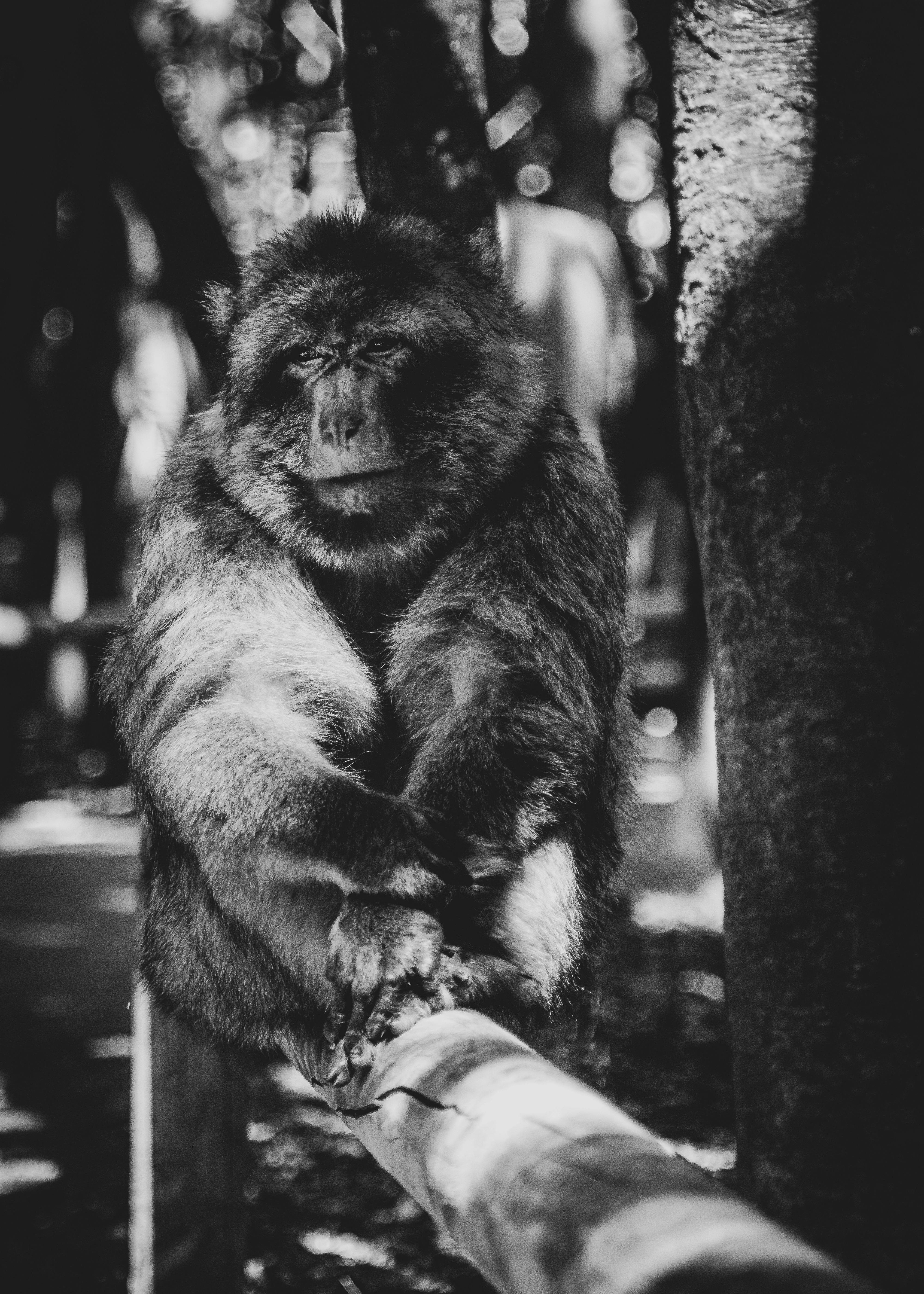 Sitting Monkey in Black and White · Free Stock Photo