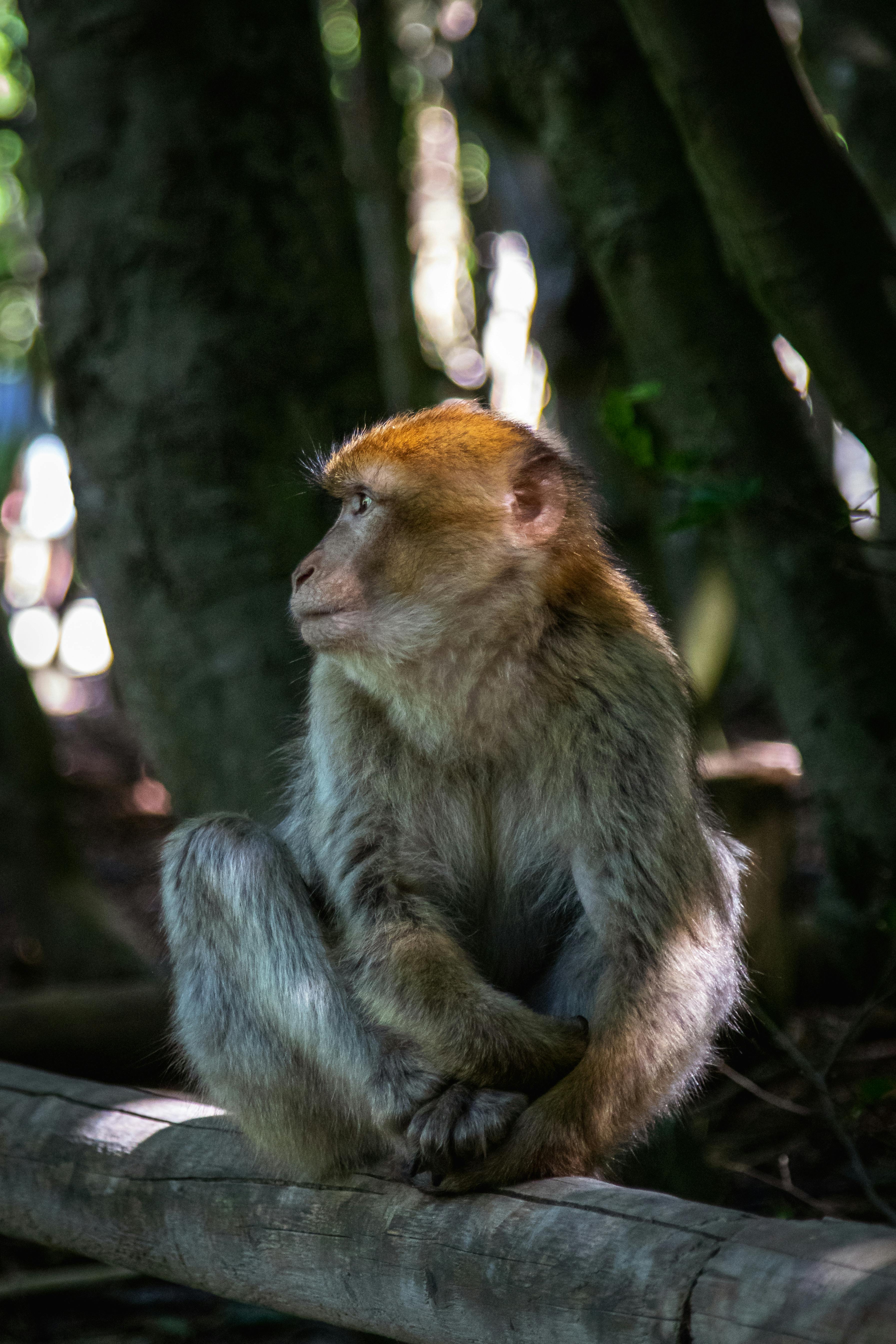 White and Beige Monkey · Free Stock Photo