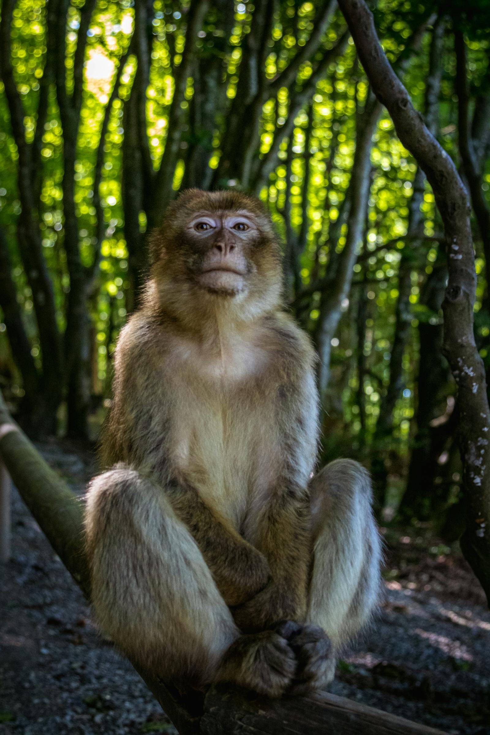 Monkey Digestive System Photos, Download The BEST Free Monkey Digestive ...