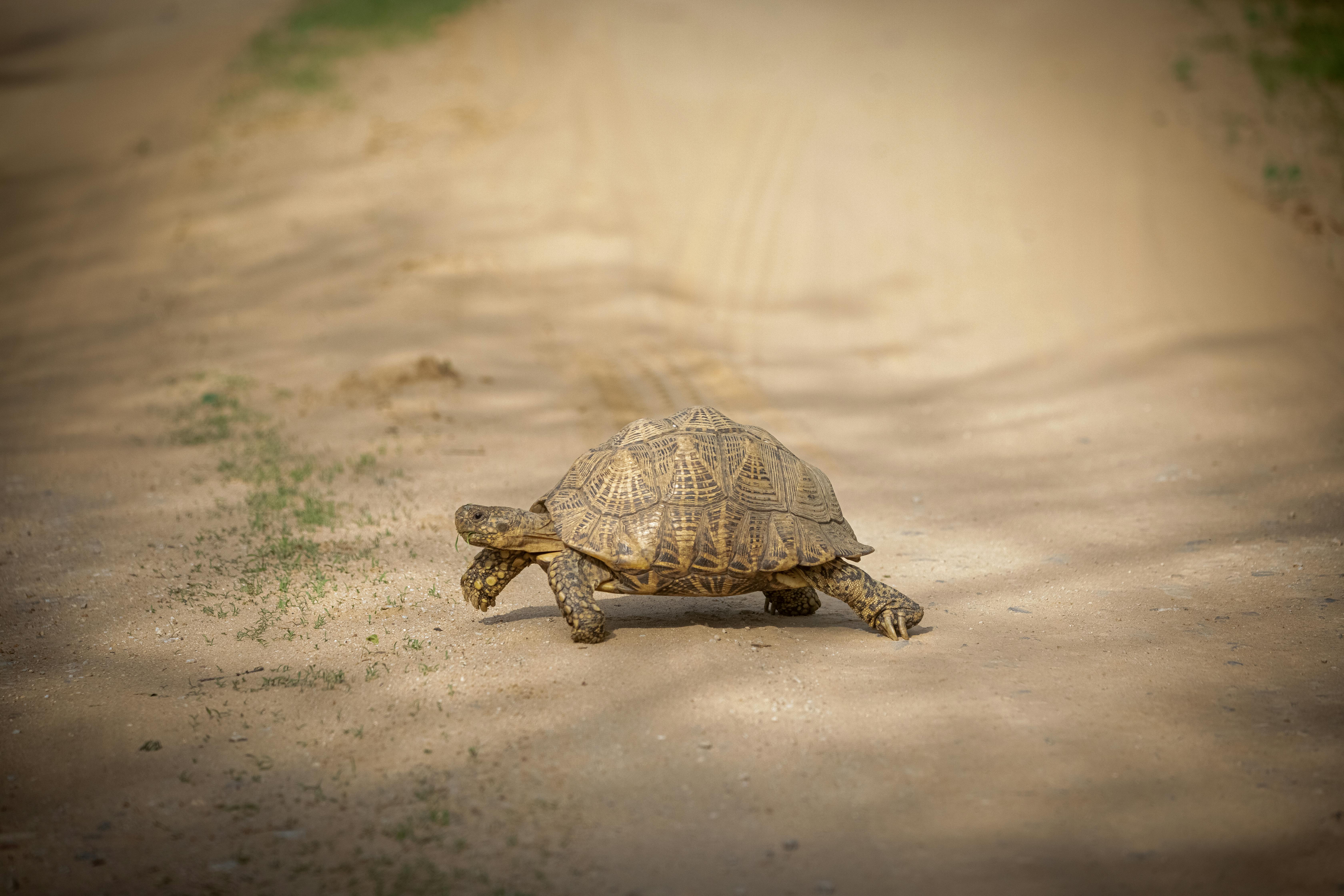 Turtle on Sand · Free Stock Photo