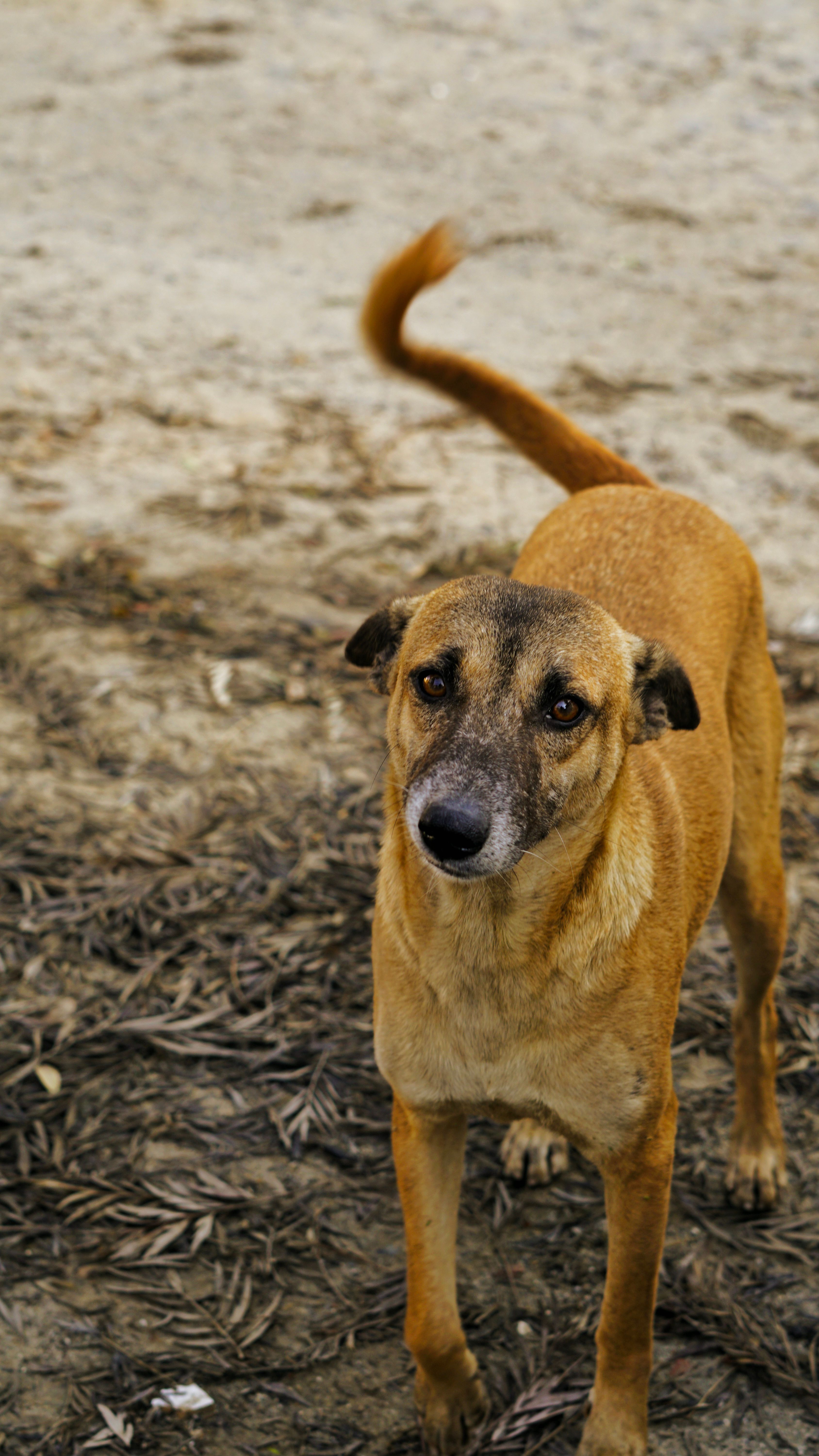 Dog on Ground · Free Stock Photo