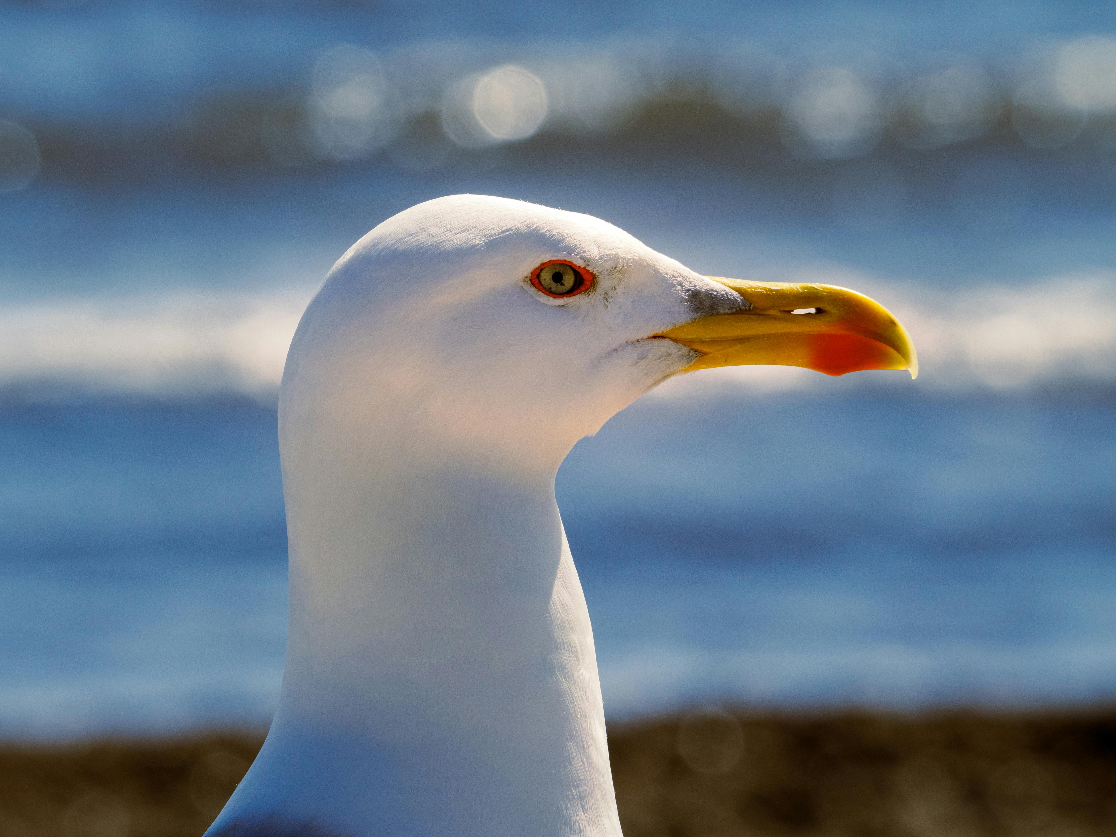Close Up Photography of Seagull · Free Stock Photo