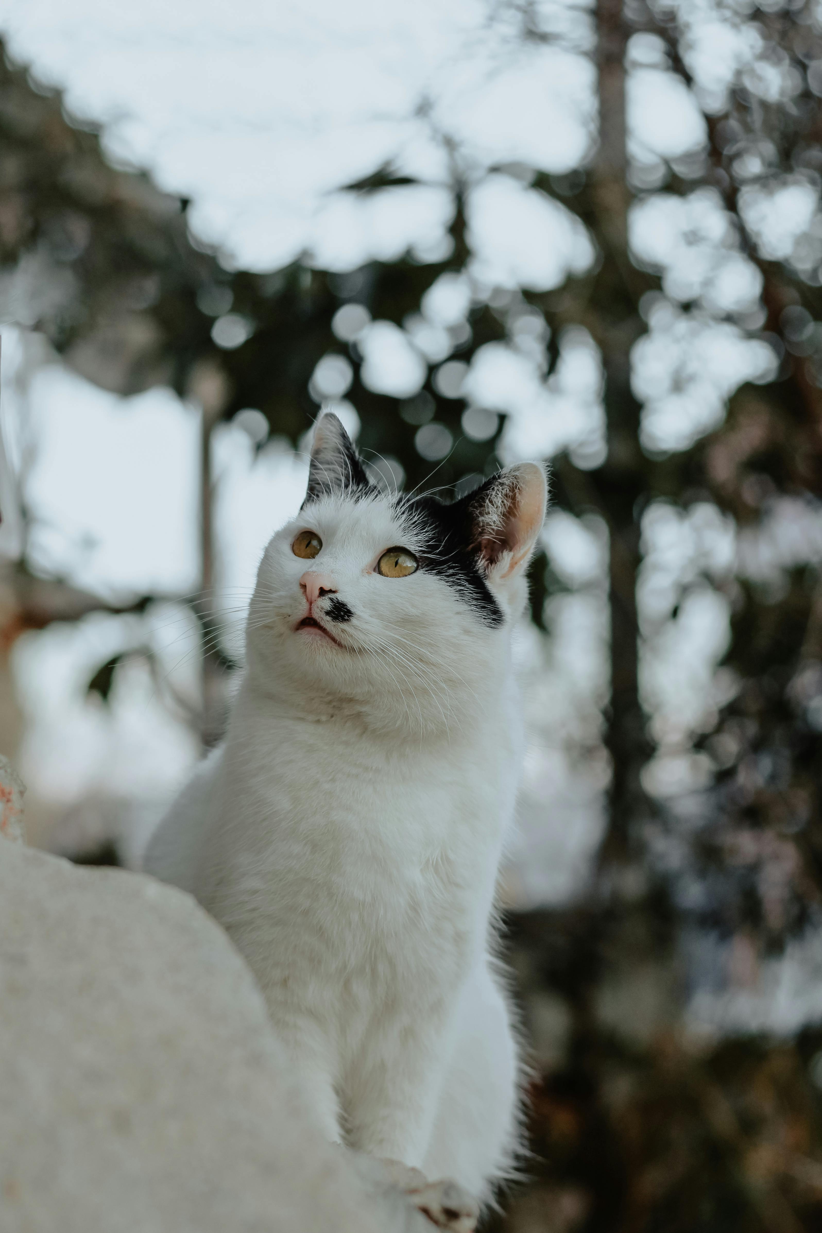 Cat with Milk · Free Stock Photo