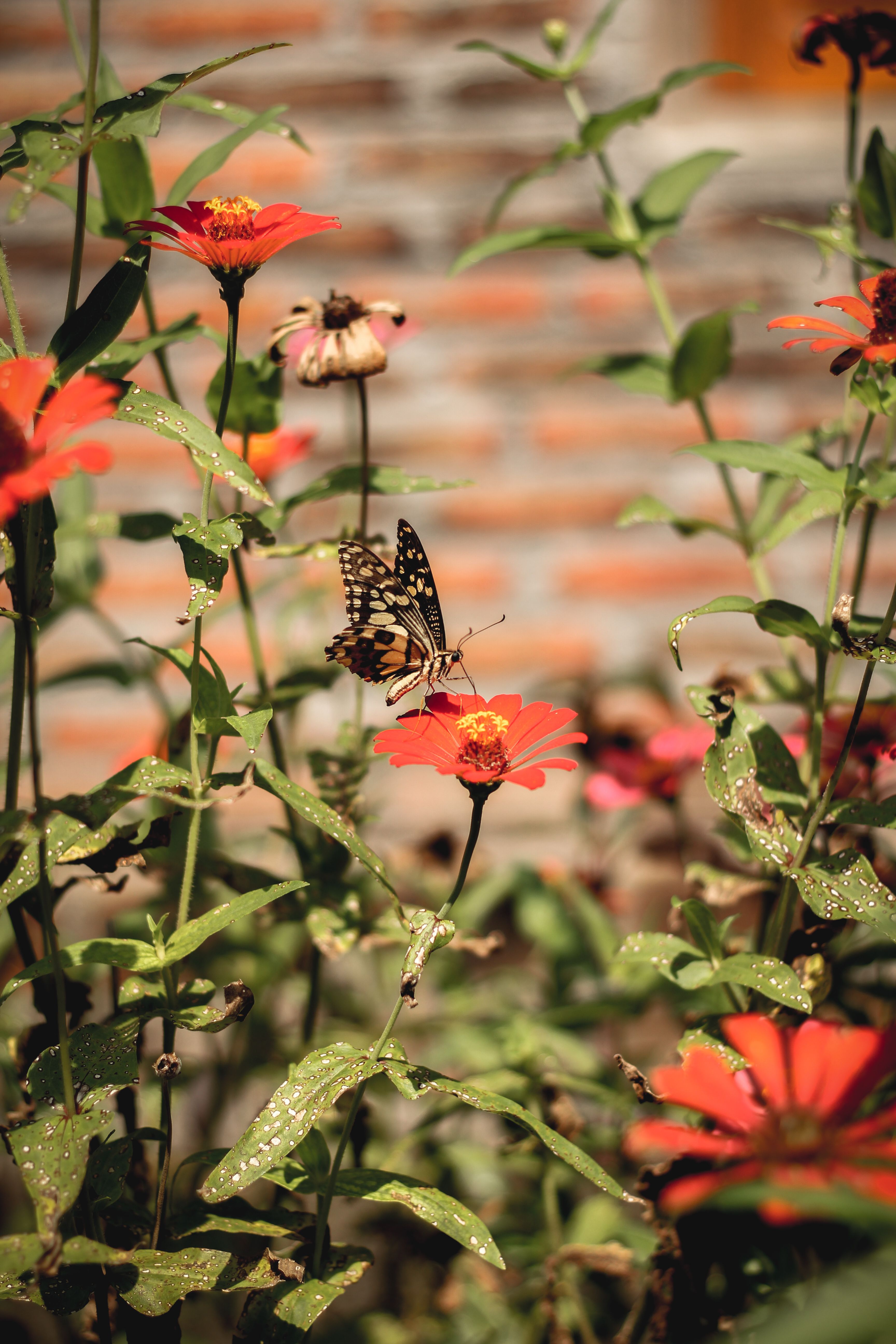Plants with Red Flowers · Free Stock Photo