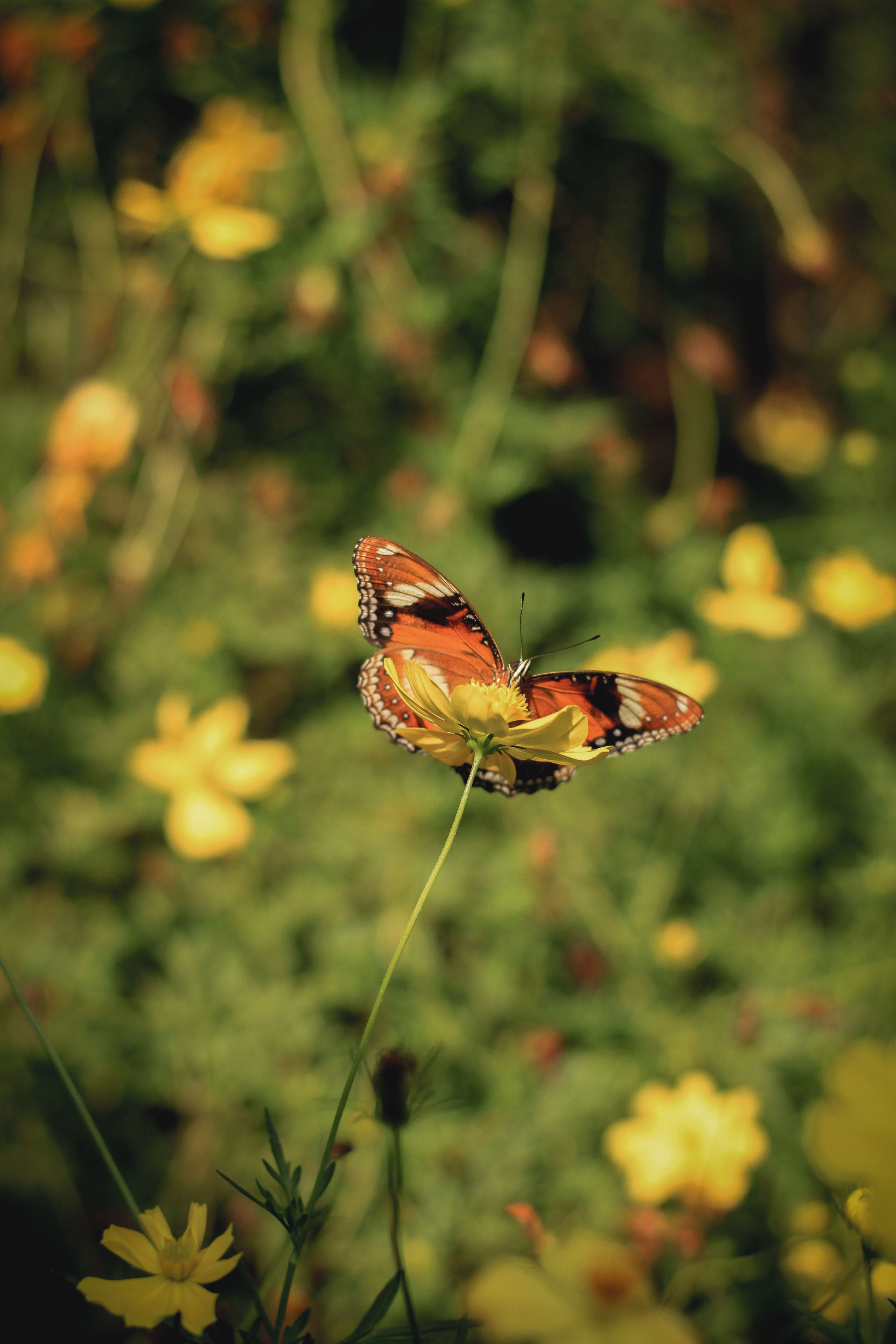 Close up of Butterfly and Flower · Free Stock Photo