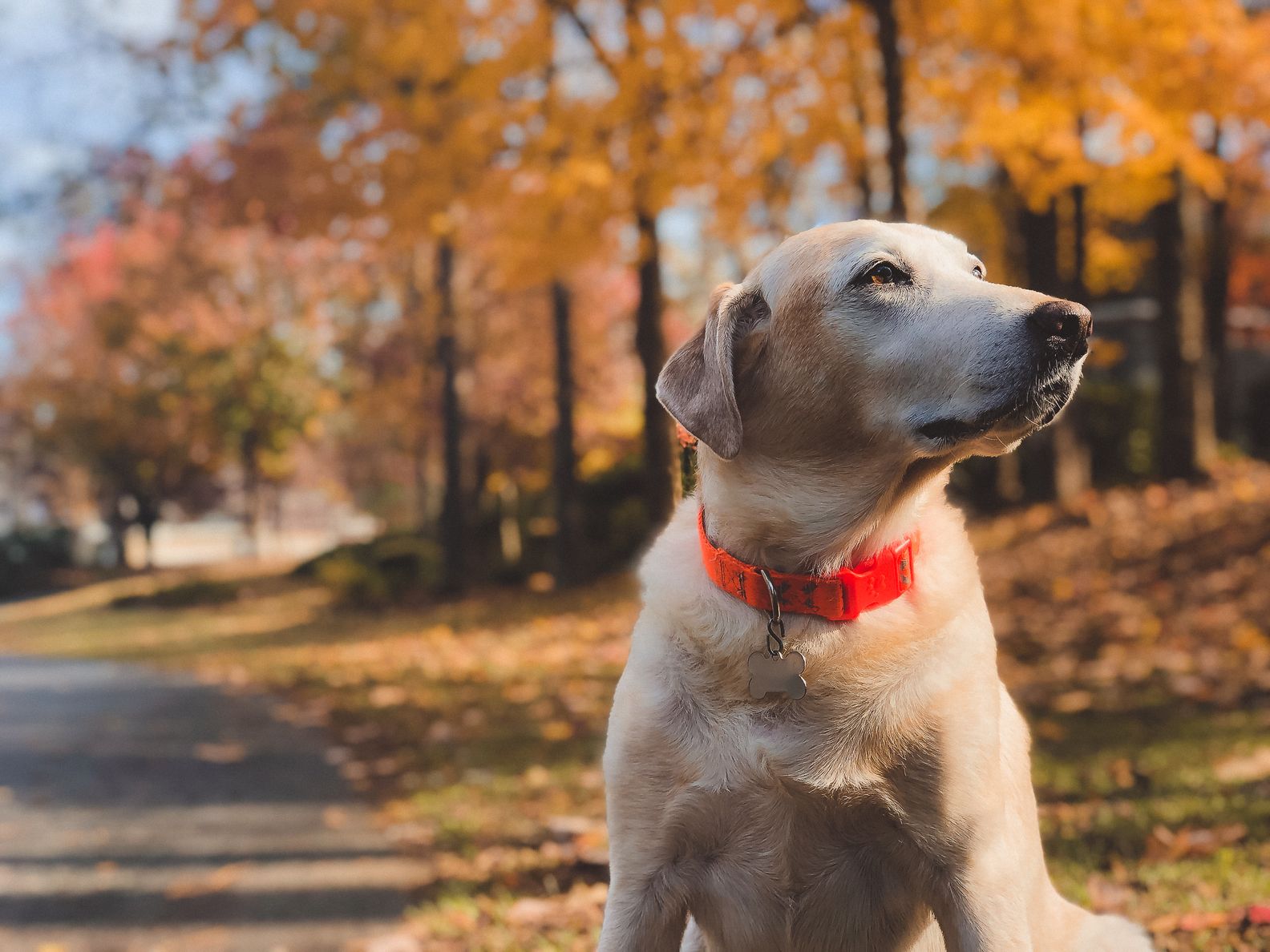 Discovering Nureongi or Yellow Dogs: Breeds & Unique Traits