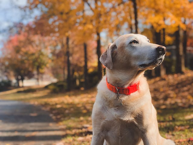 Find Your Perfect Companion: Yellow Labs for Adoption Today!