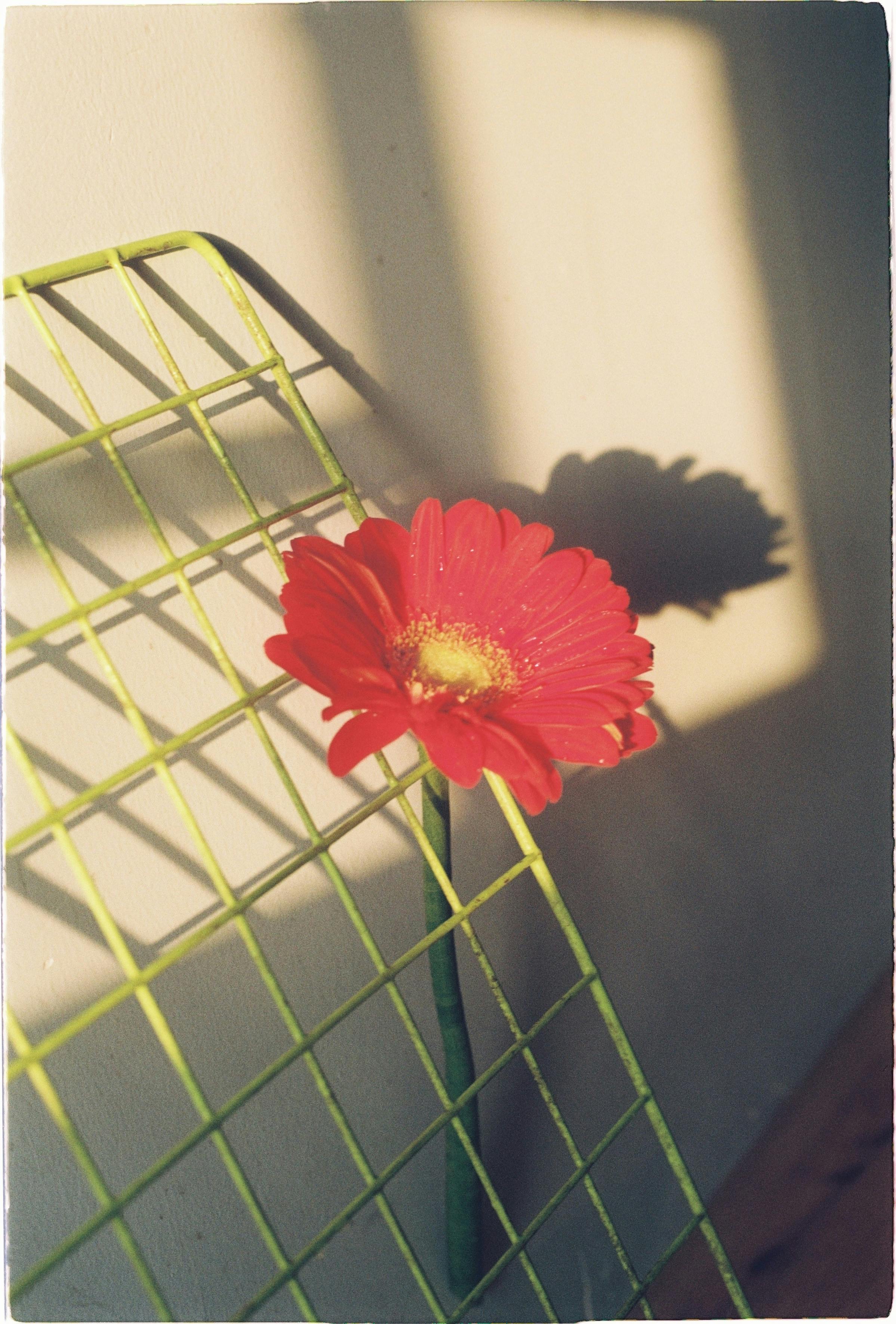 Net Walls Photos, Download The BEST Free Net Walls Stock Photos & HD Images