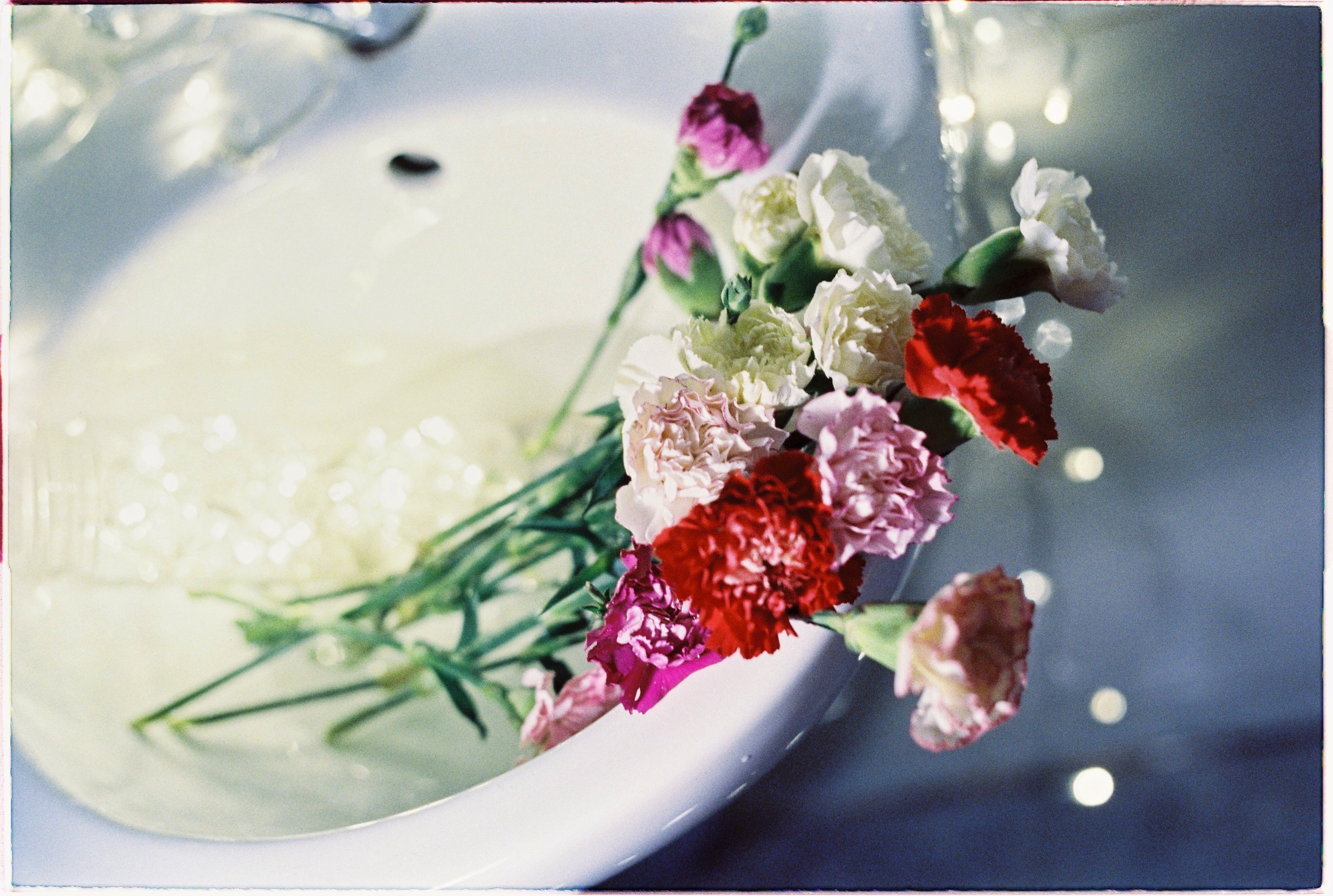 A Bunch of Colorful Carnations · Free Stock Photo