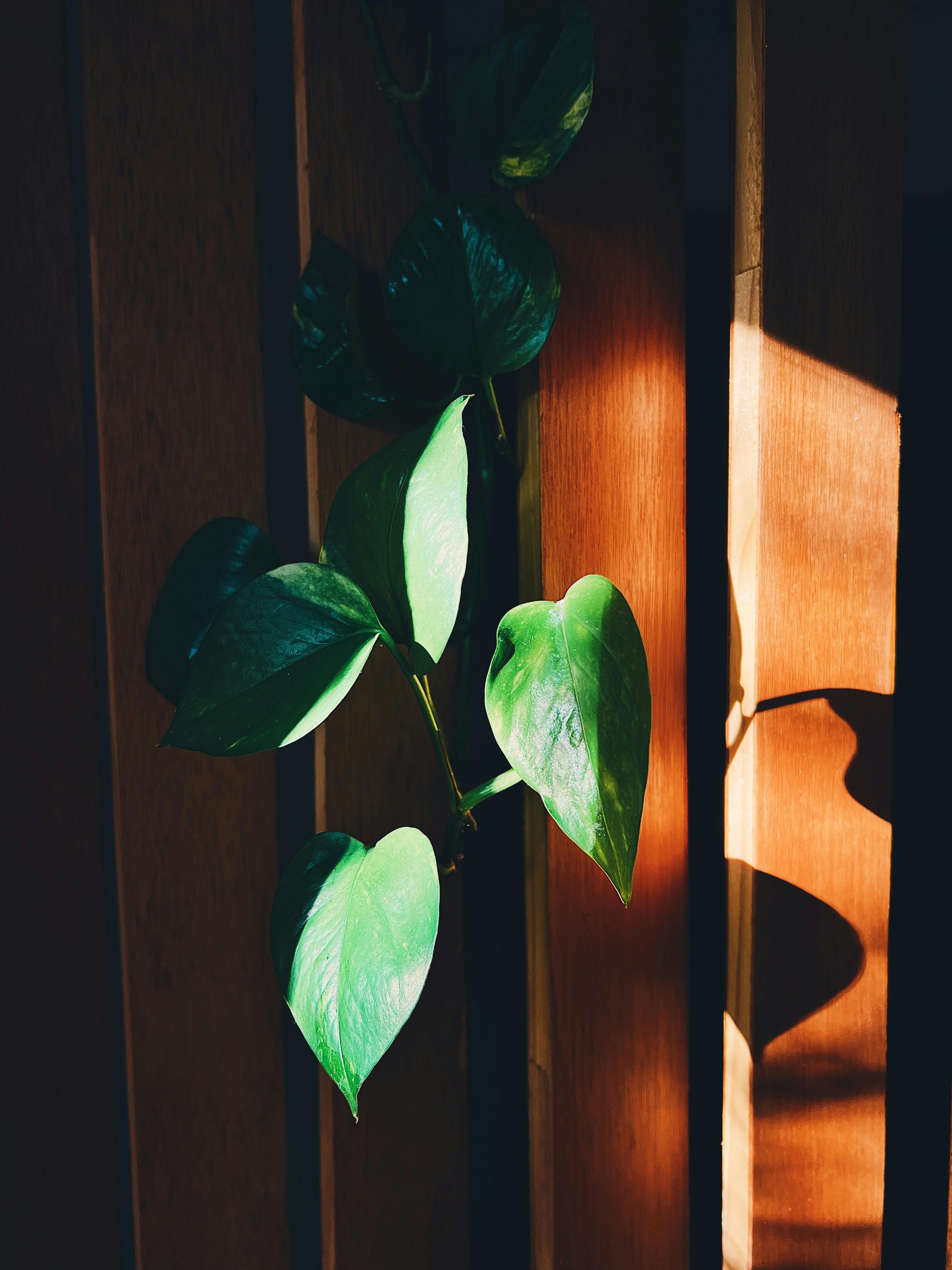 Brazil Pothos Photos, Download The BEST Free Brazil Pothos Stock Photos ...