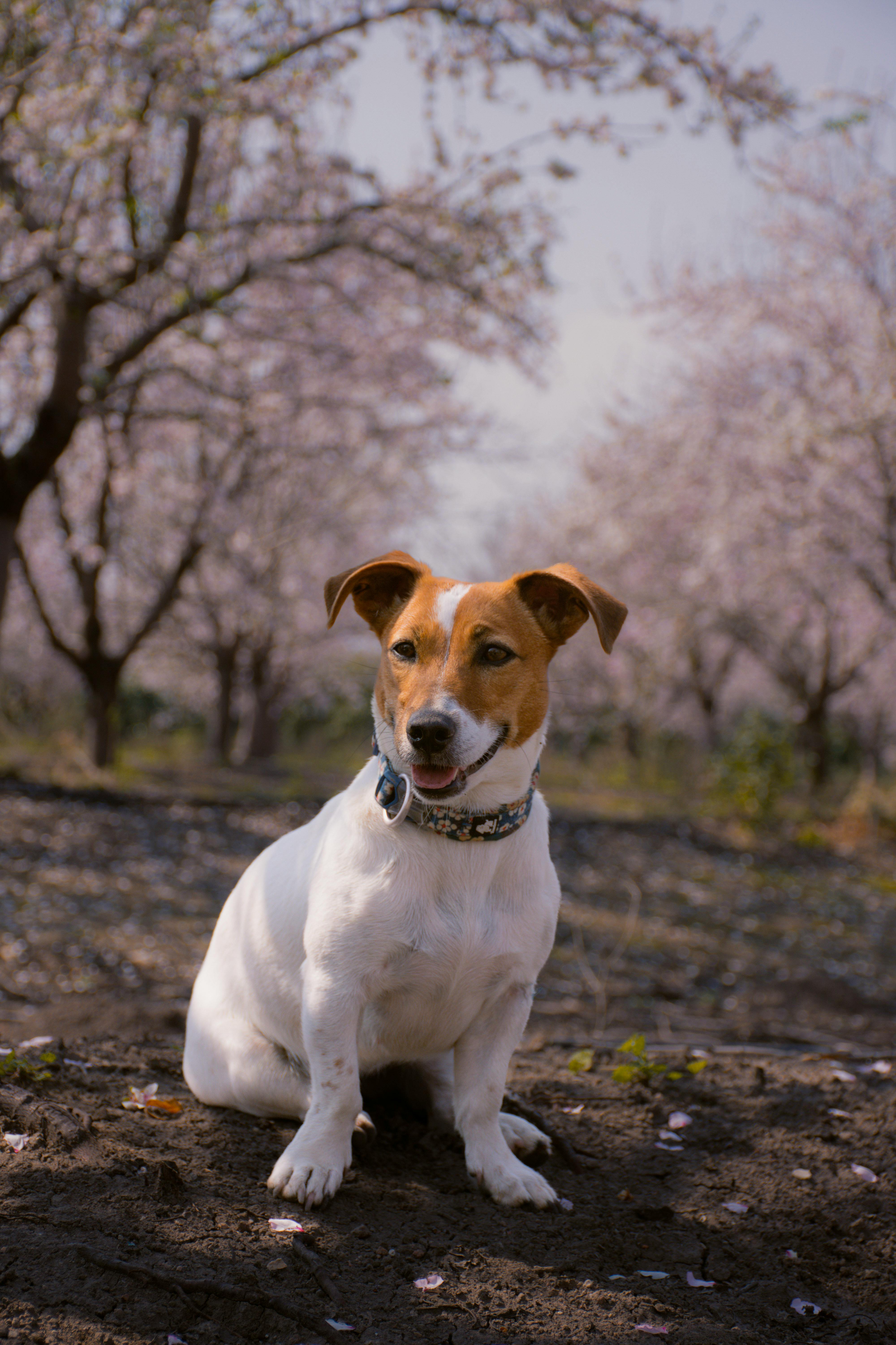 Cute Dog Poses Photos, Download The BEST Free Cute Dog Poses Stock ...