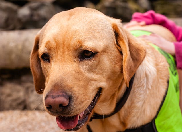 Training Duck Retrieving Dogs: Expert Tips for Beginners