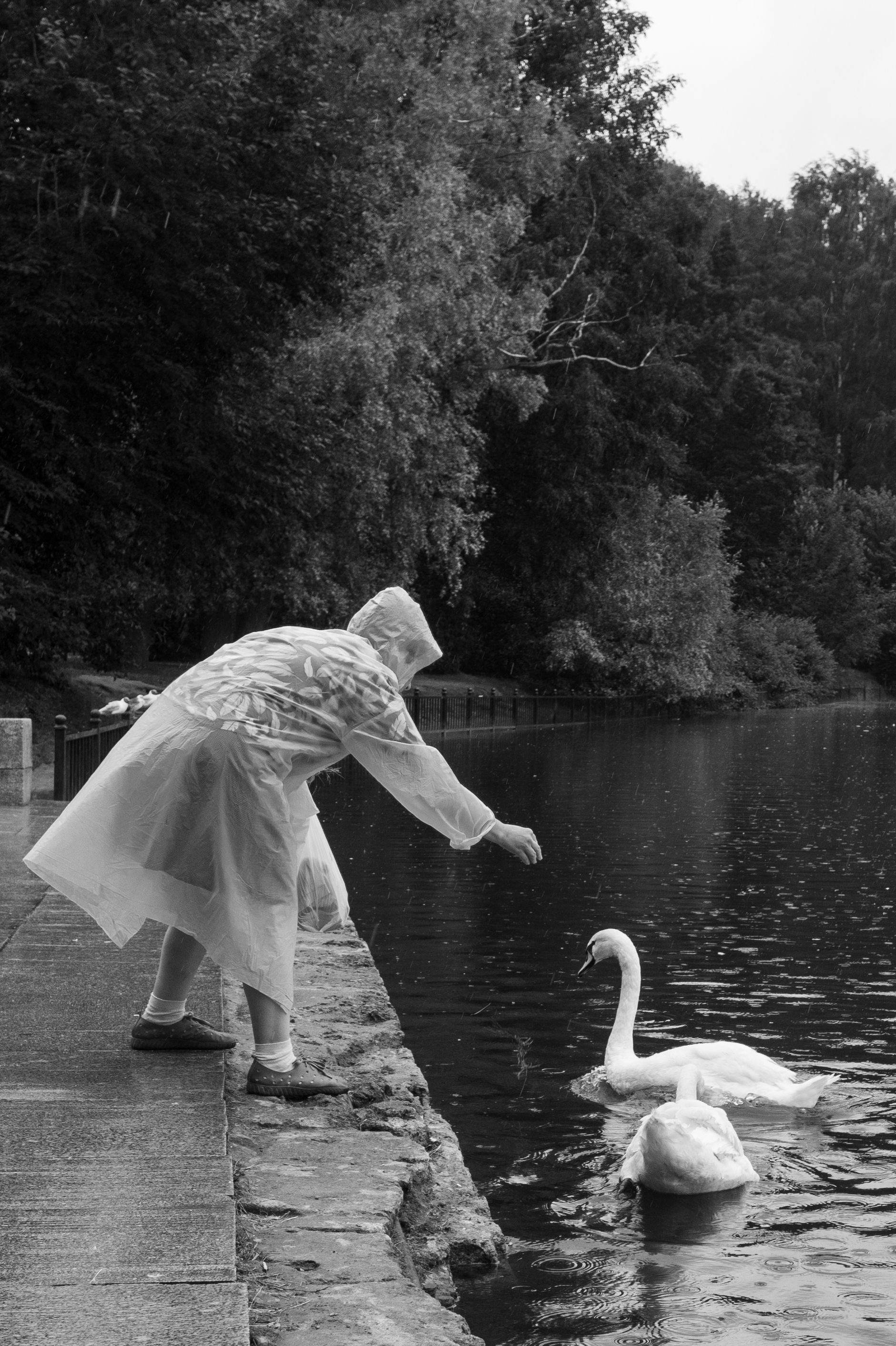Swan Feeding Photos, Download The BEST Free Swan Feeding Stock Photos ...