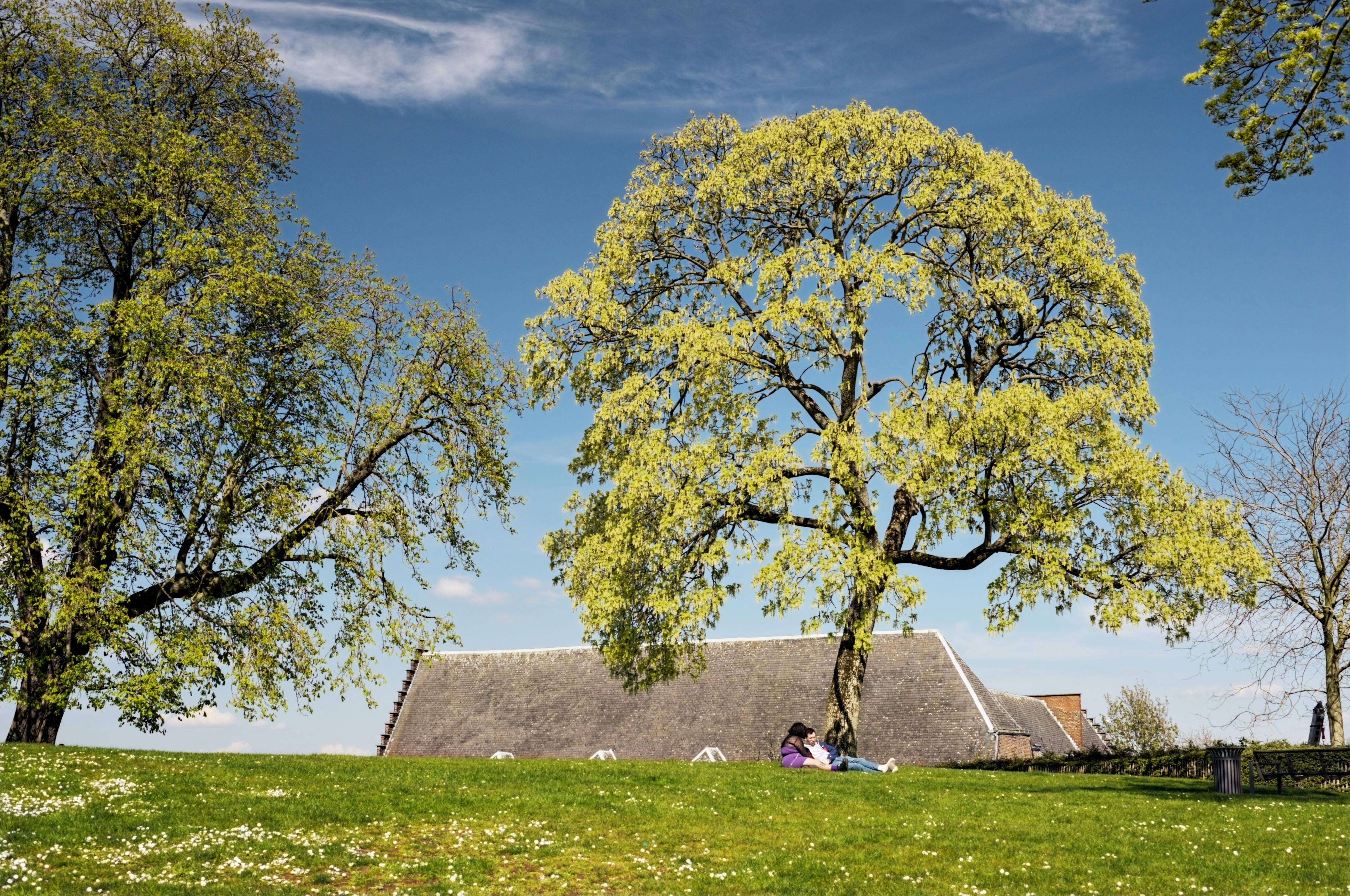Couple Relaxing under Foliage Tree · Free Stock Photo