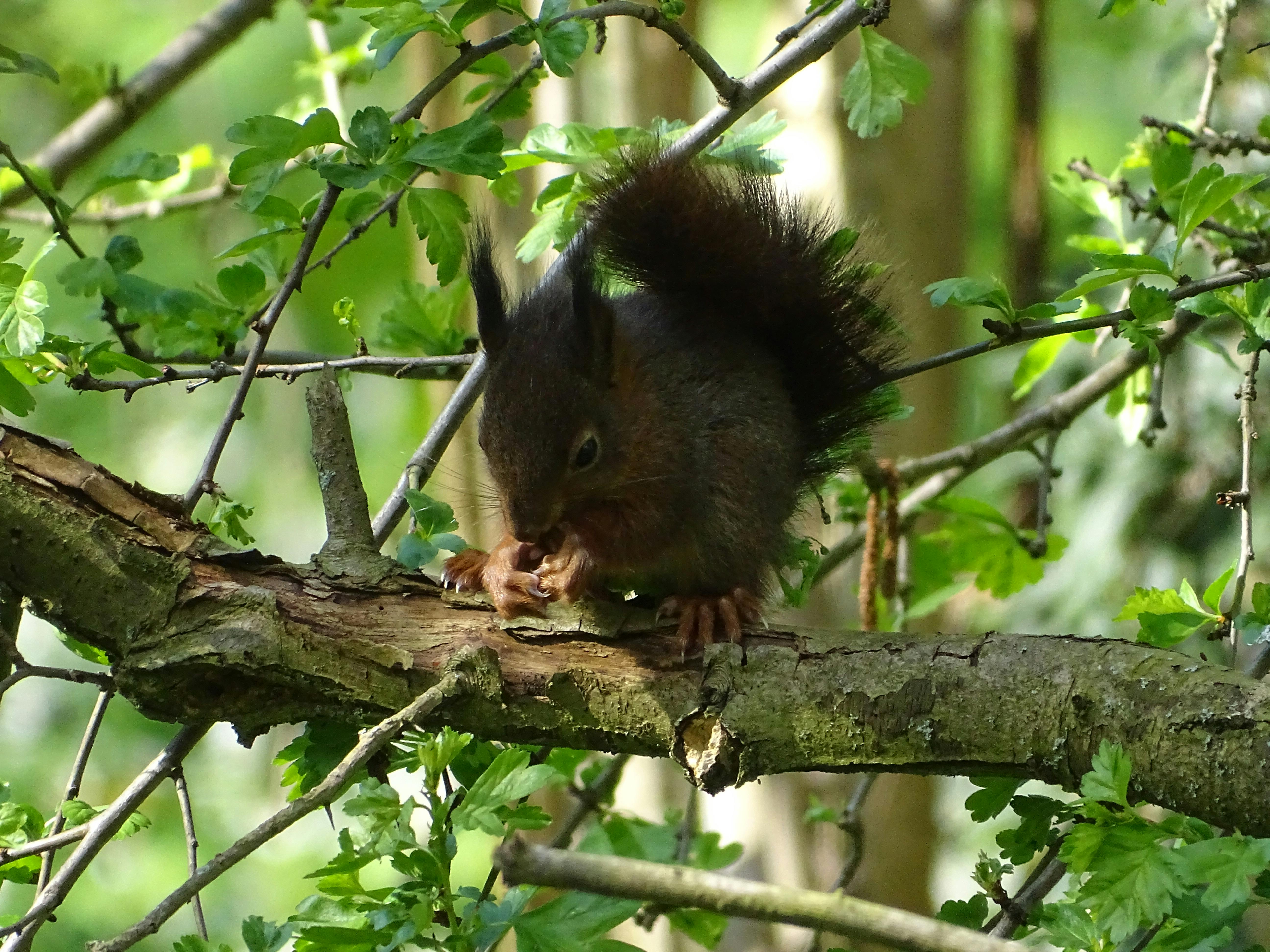 ECUREUIL 38 Photos & Videos Collected by sandrine cornille