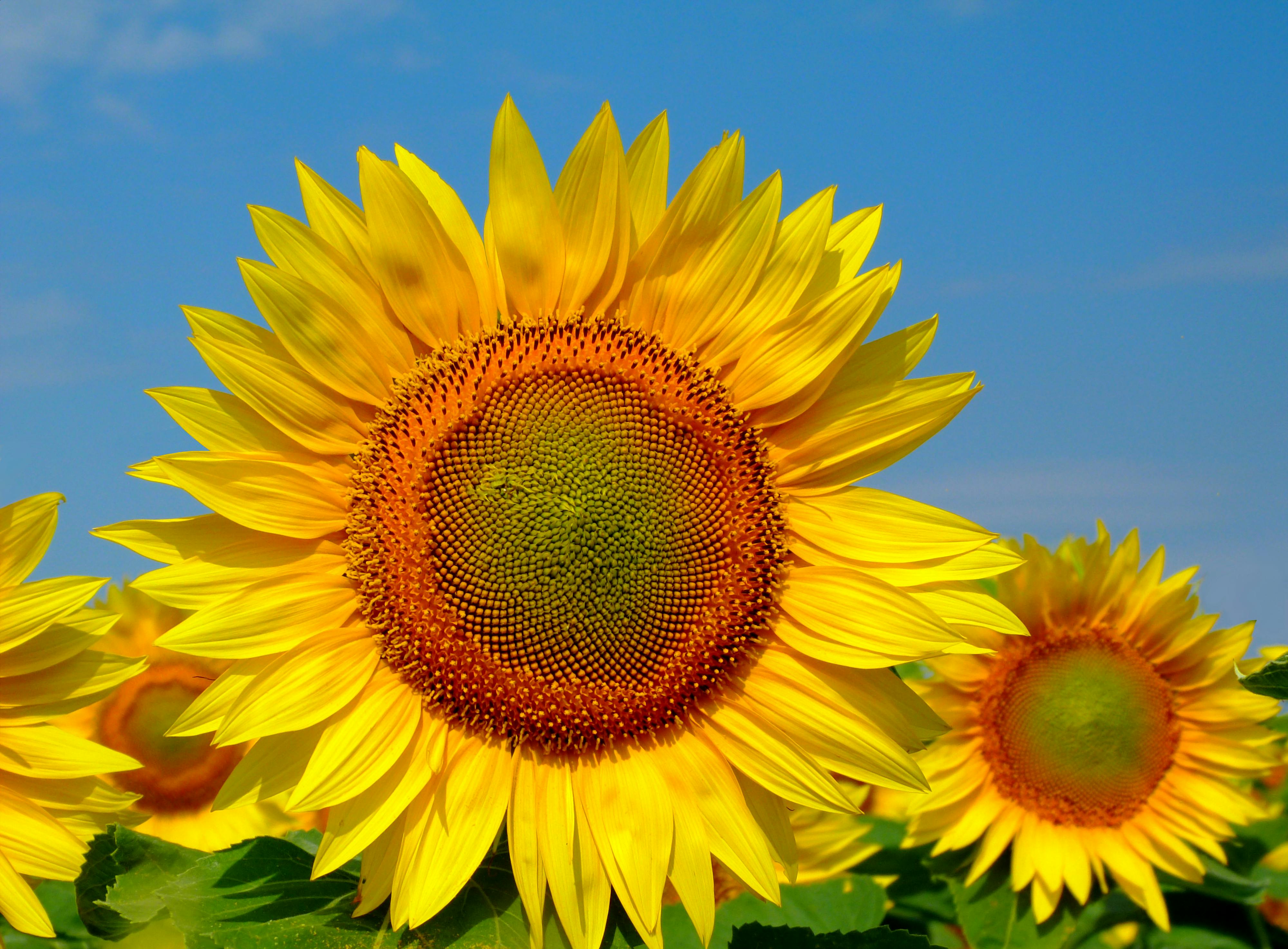 Glower Photos, Download The BEST Free Glower Stock Photos & HD Images