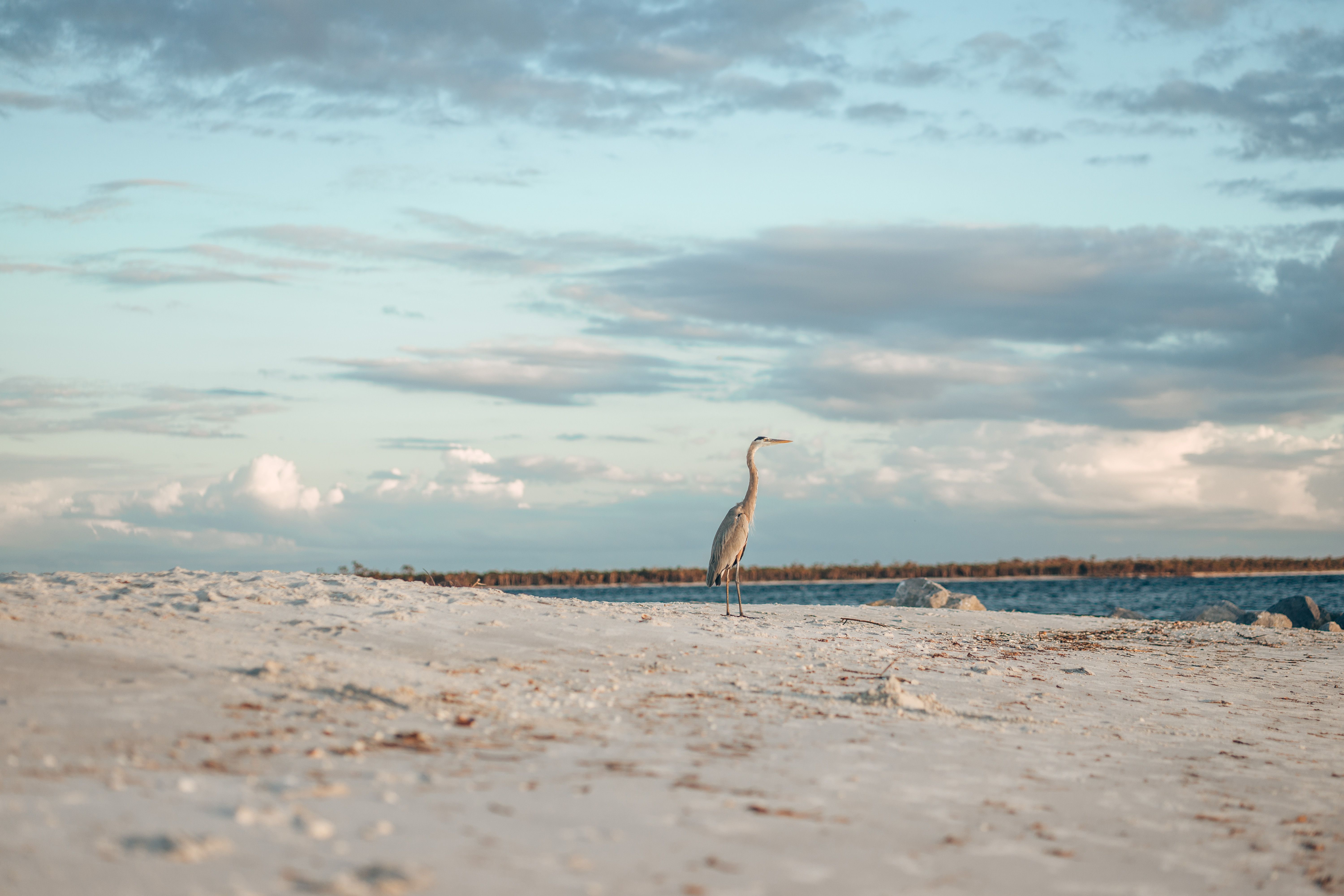 Egret on Sand · Free Stock Photo