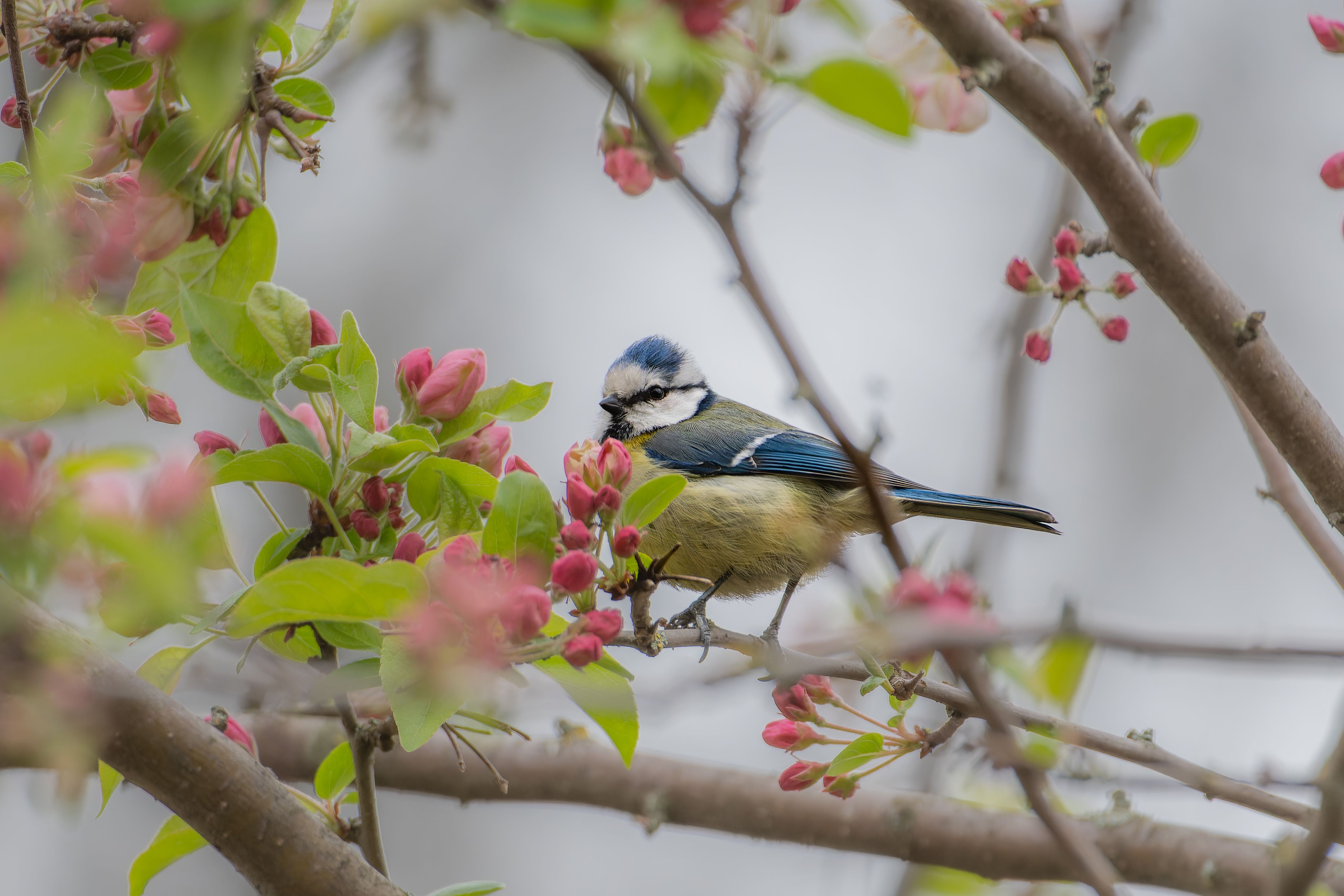 Bird on Branch · Free Stock Photo