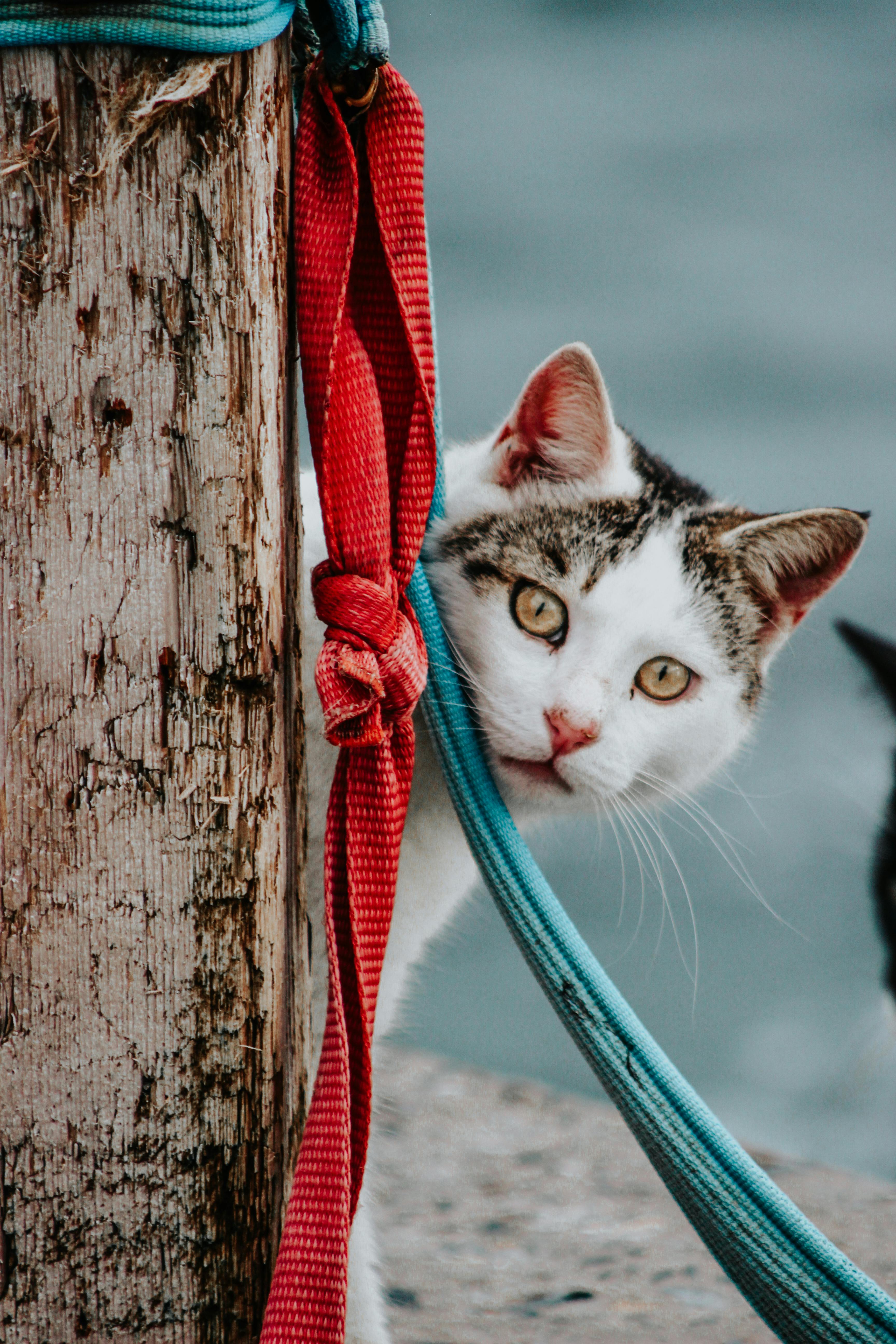 Screen Saver Cat Photos, Download The BEST Free Screen Saver Cat Stock ...