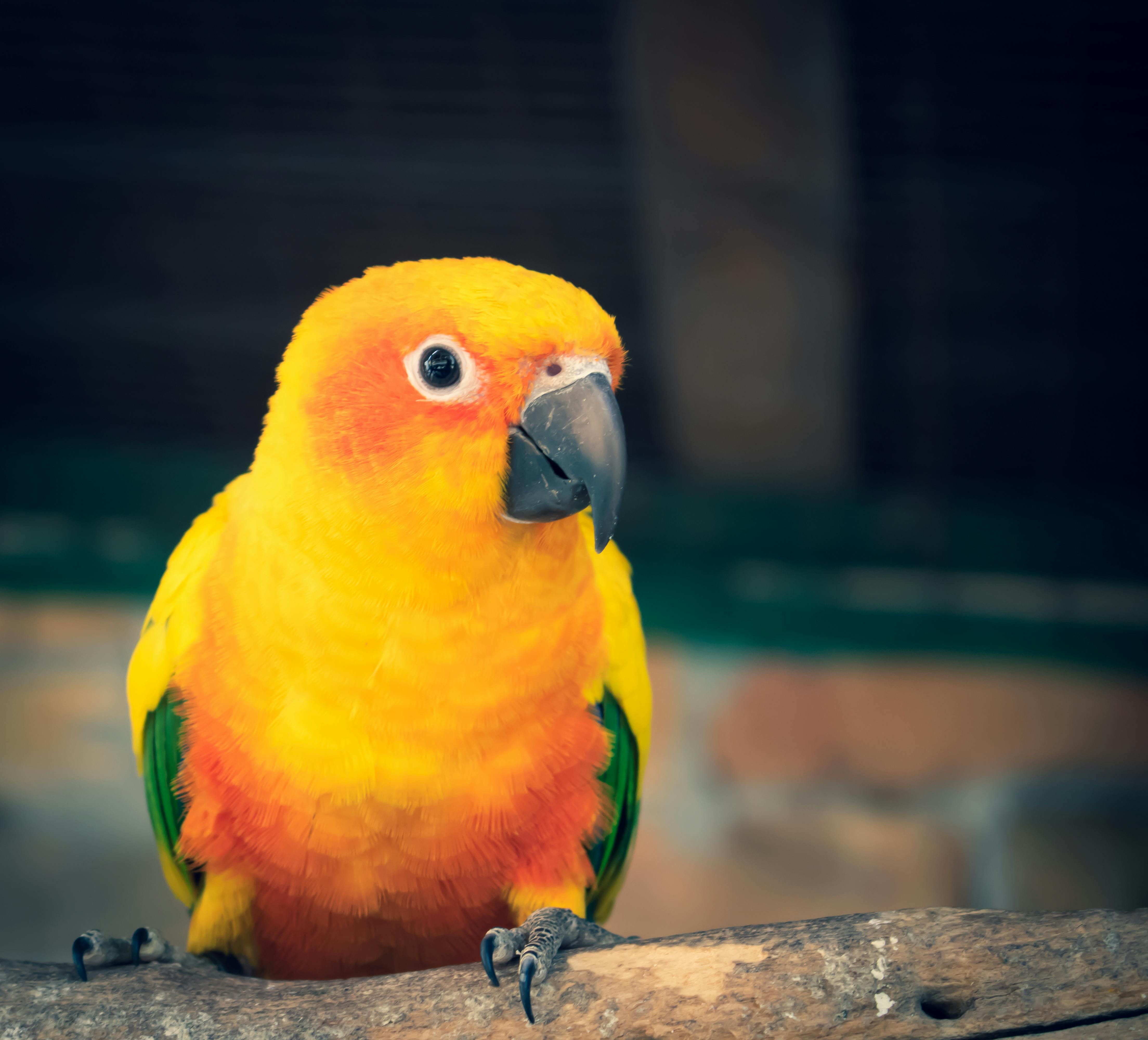 Djordje Ristic - Fotografía