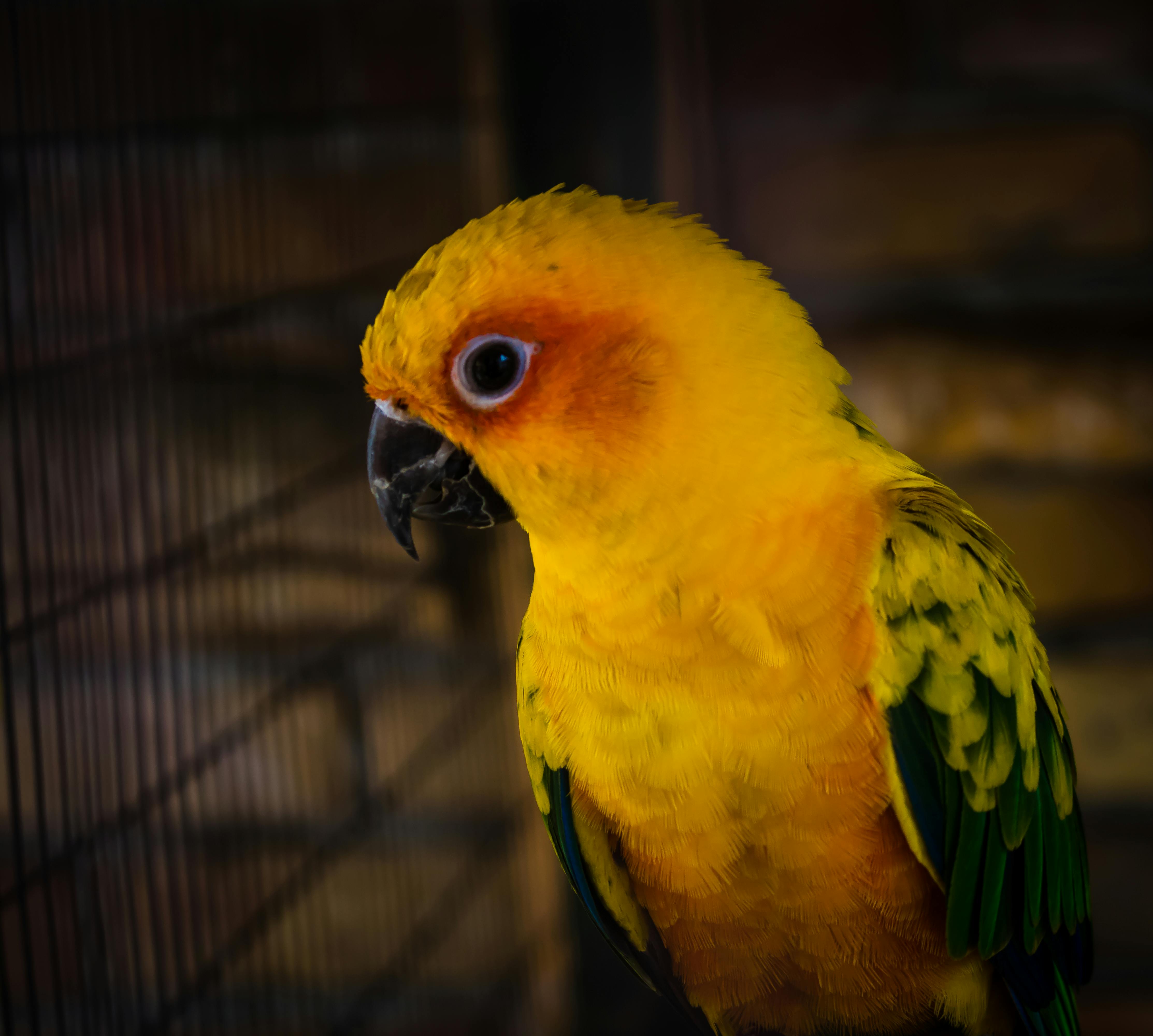 Djordje Ristic - Fotografía