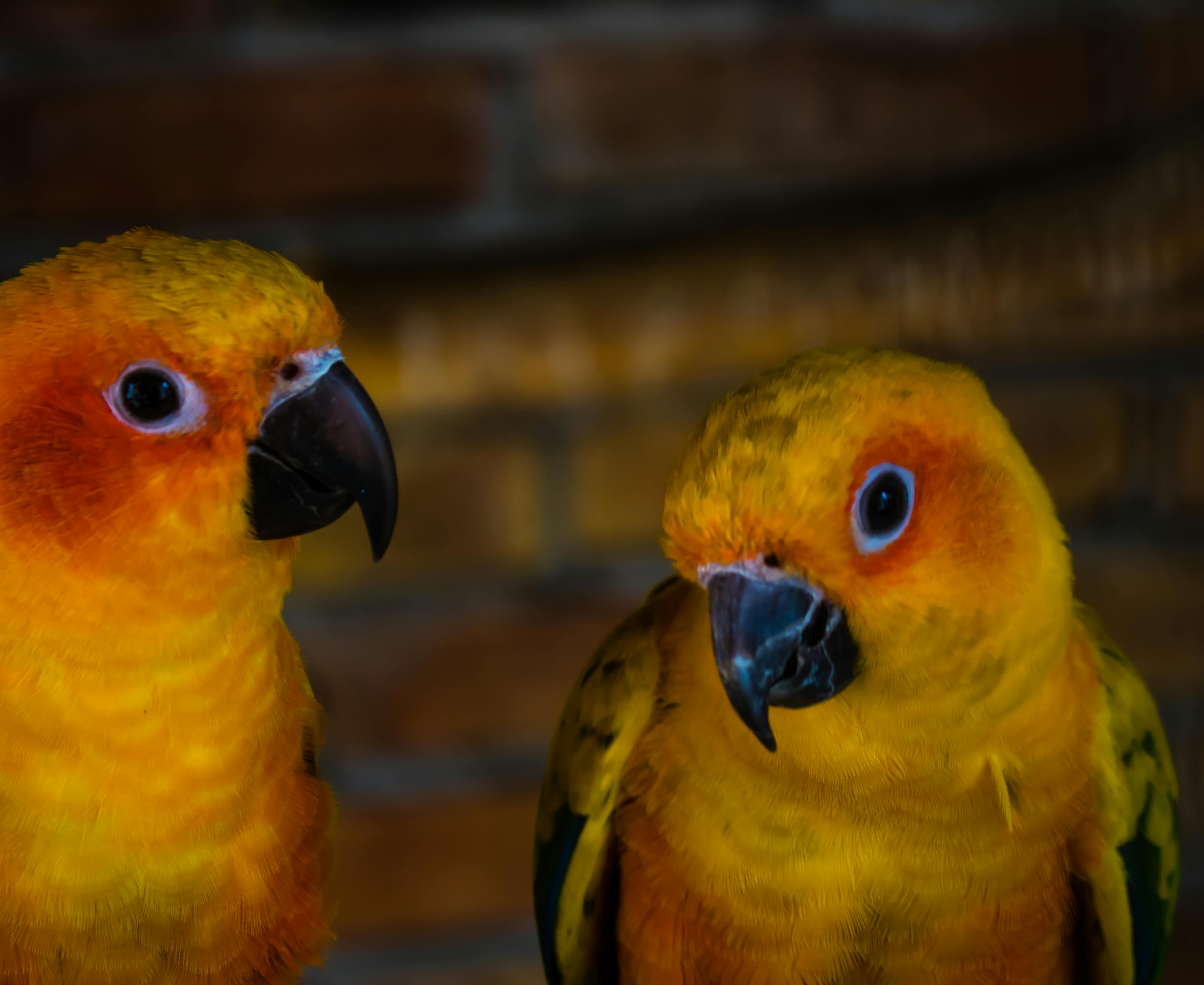 Djordje Ristic - Fotografía