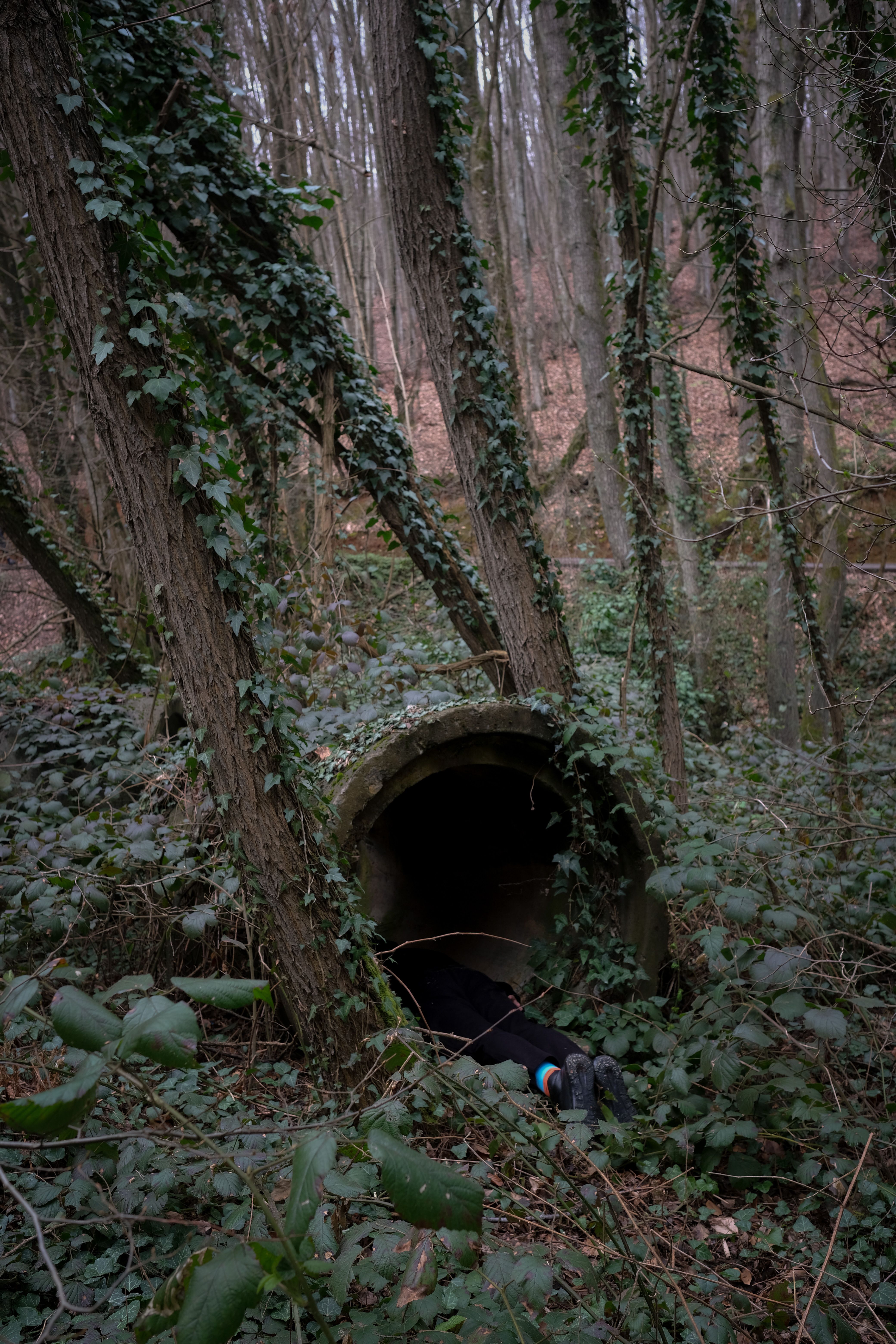 Trees in the Forest Overgrown with Ivy · Free Stock Photo
