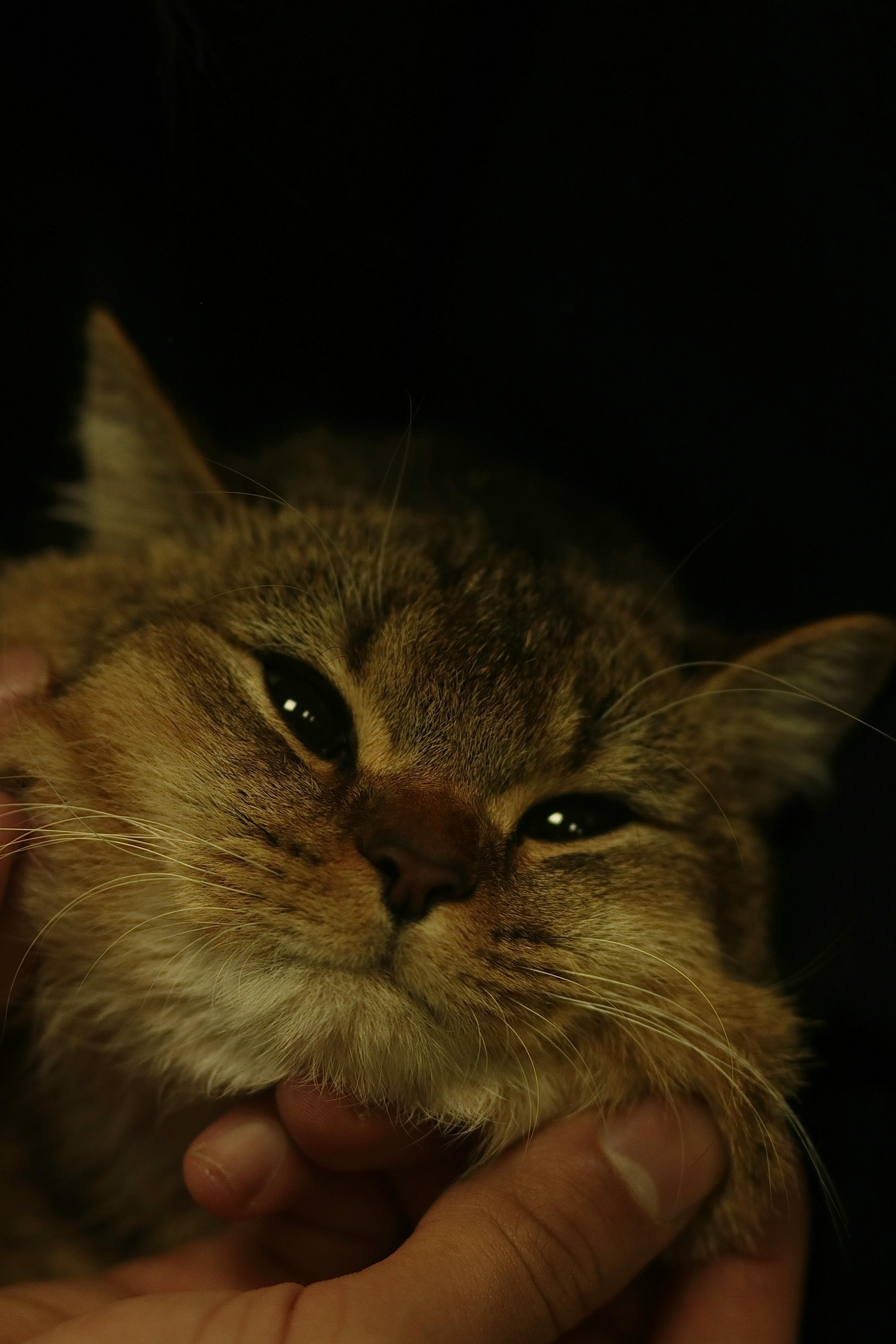 Cat Getting Petted · Free Stock Photo