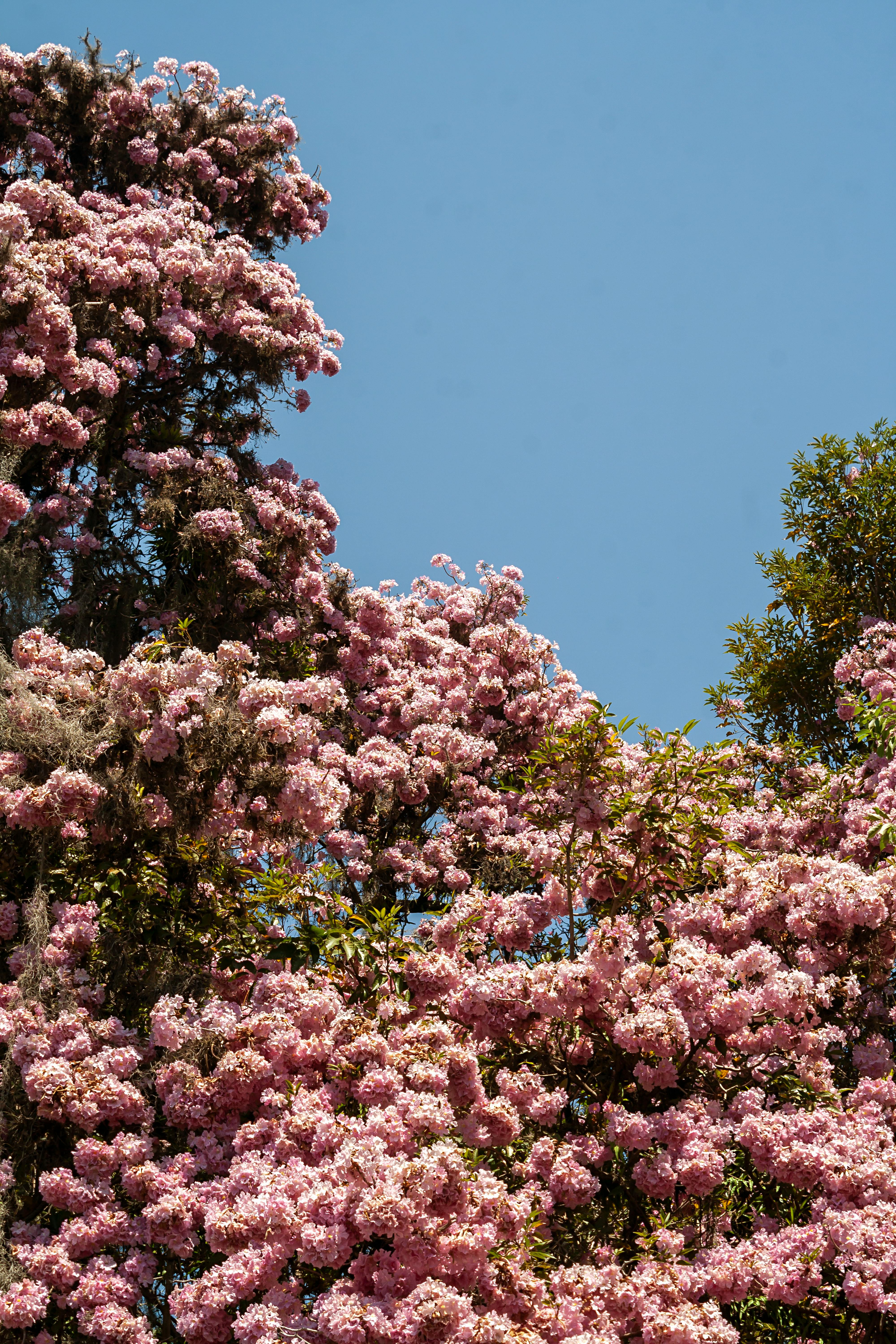 Sky And A Tree Photos, Download The BEST Free Sky And A Tree Stock ...