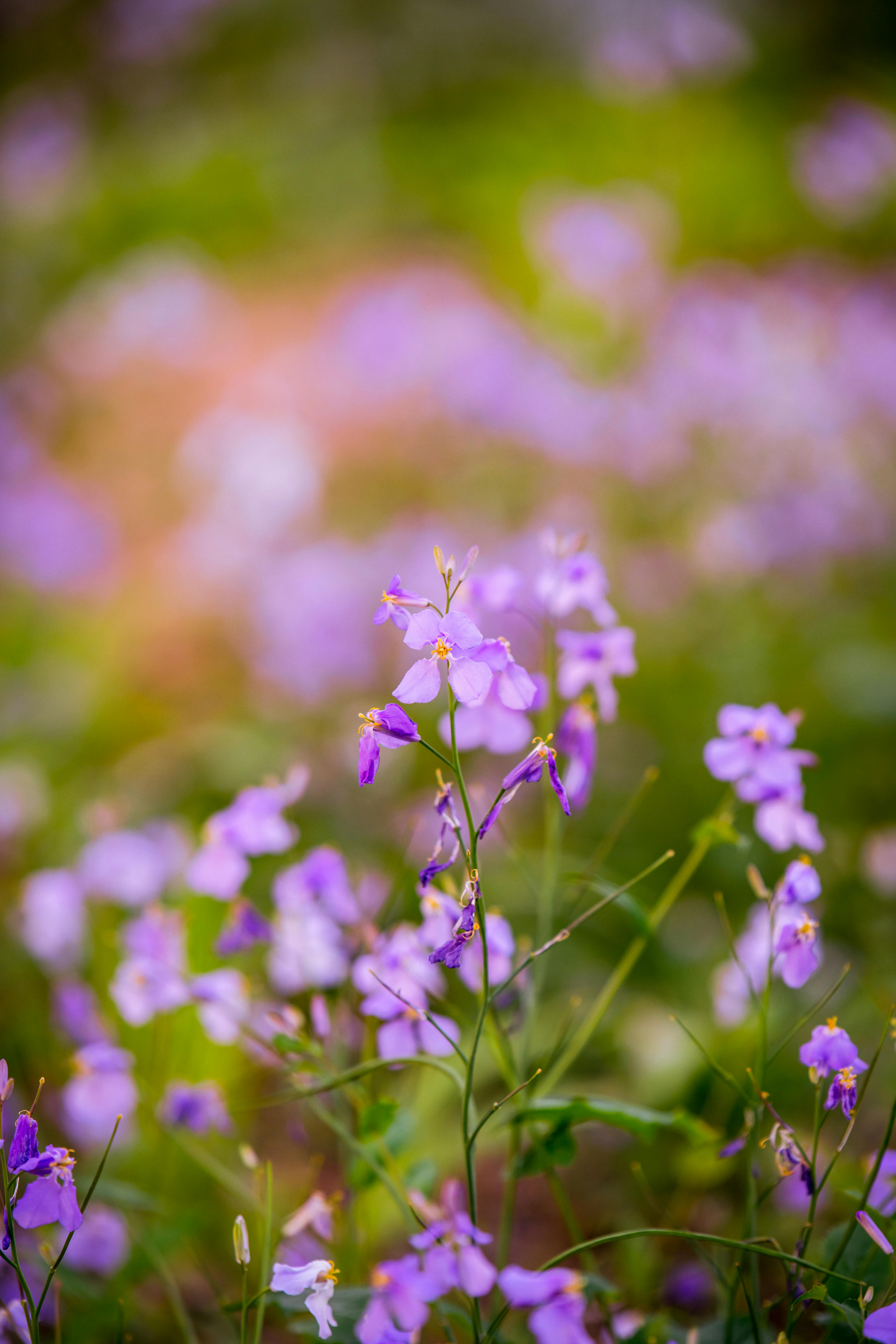 Delicate Purple Flowers · Free Stock Photo