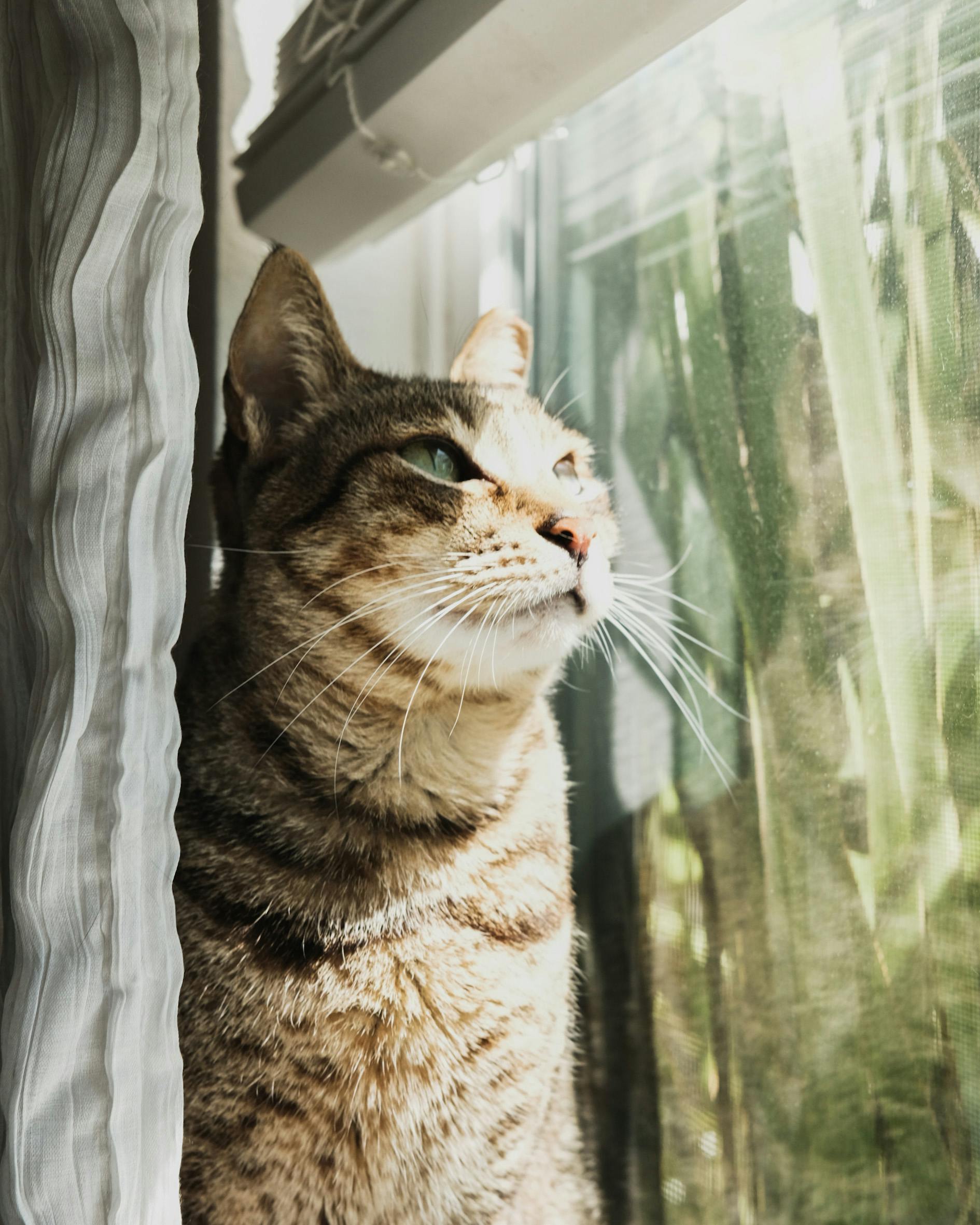 Cat Sitting Photos, Download The BEST Free Cat Sitting Stock Photos ...