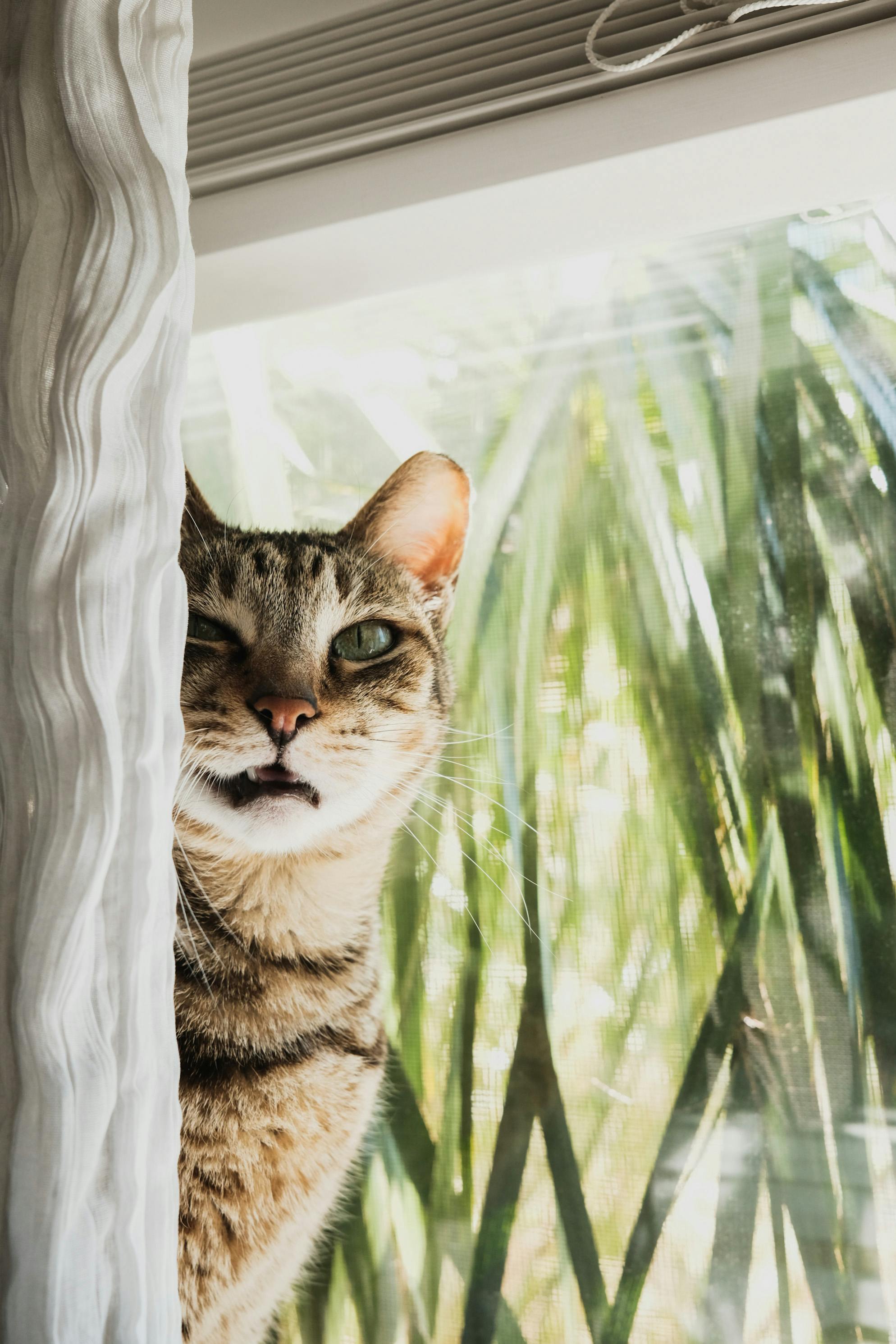 Cat and Window · Free Stock Photo