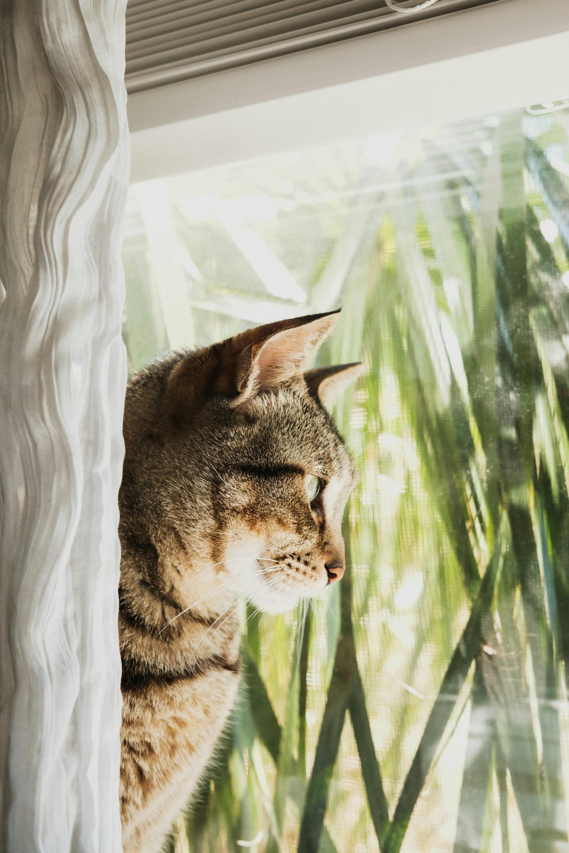 Cat and Window · Free Stock Photo