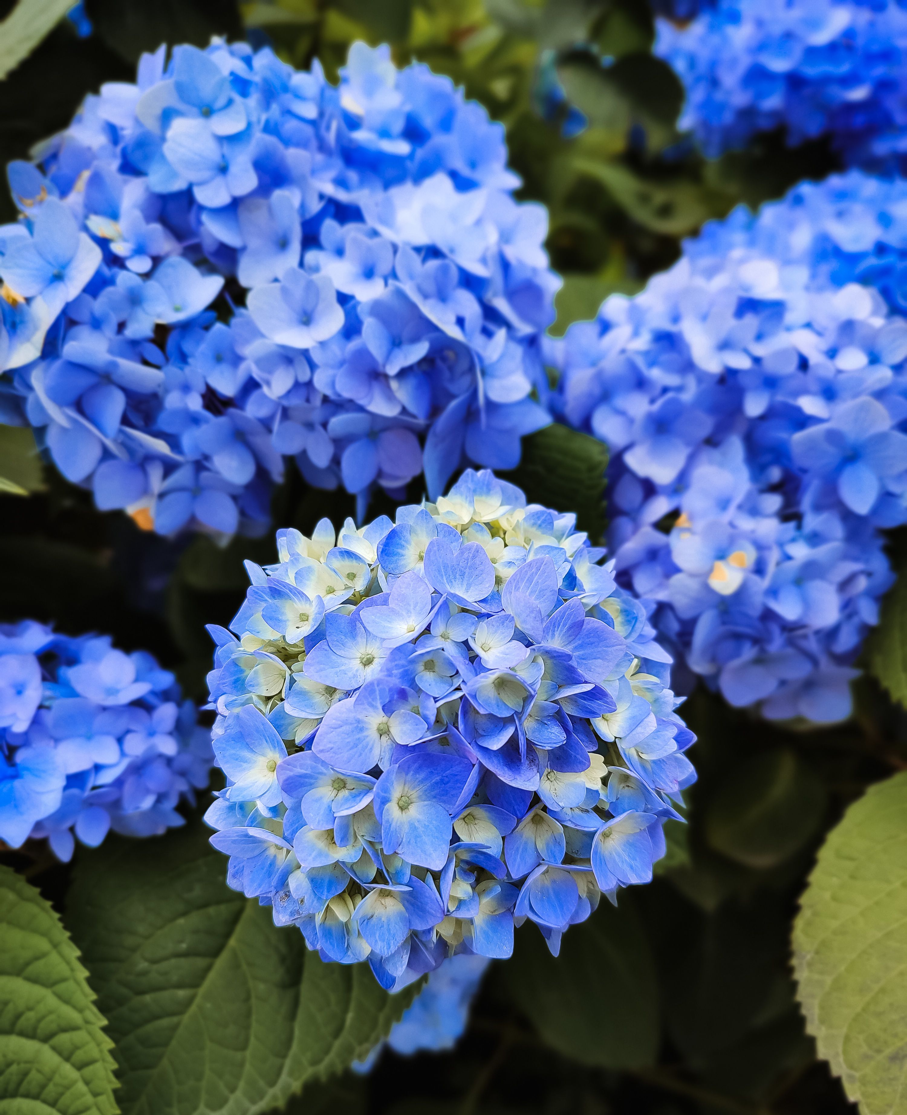 Hydrangea Flower Close Up · Free Stock Photo
