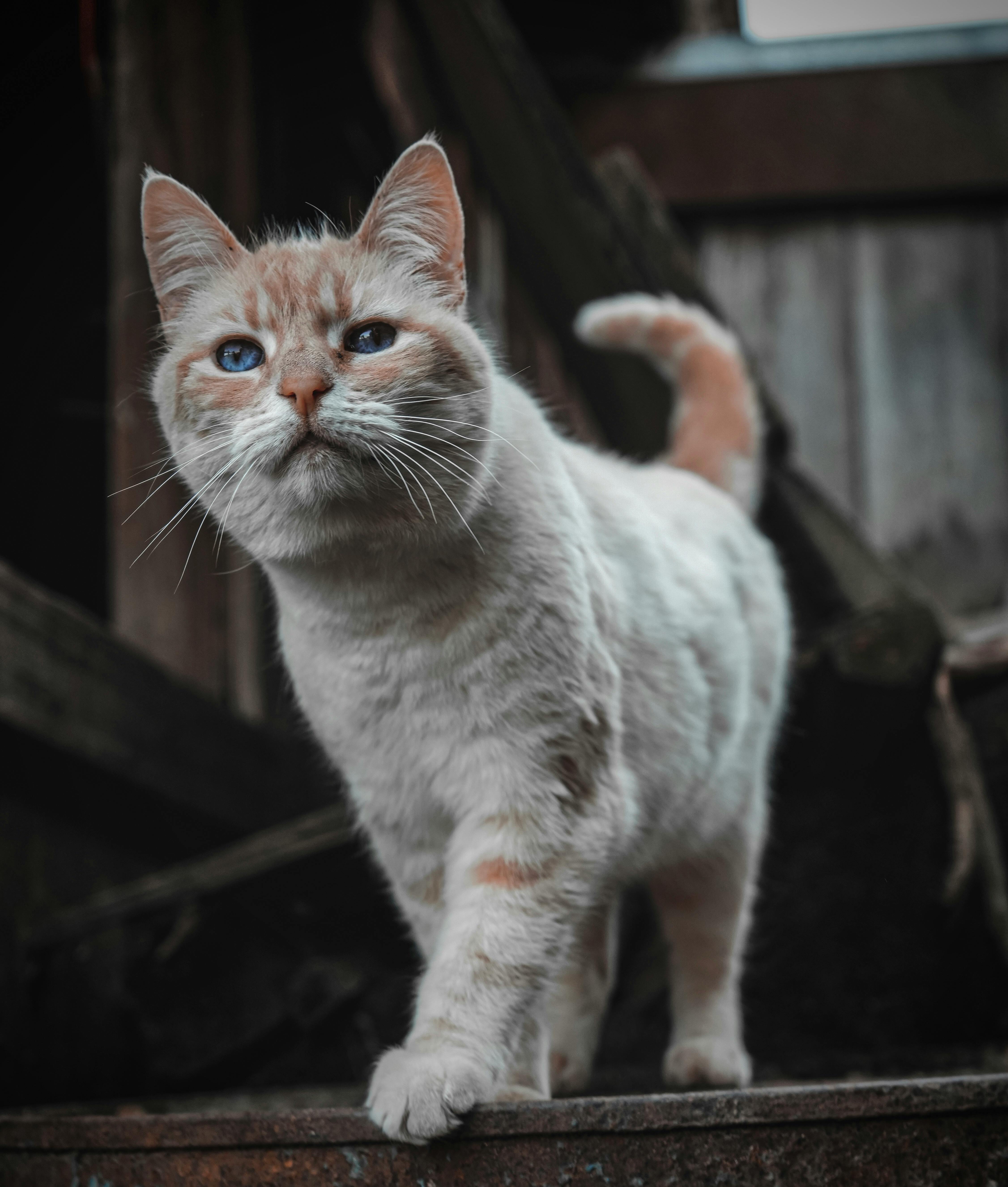 Cat Fany Walking Photos, Download The BEST Free Cat Fany Walking Stock ...