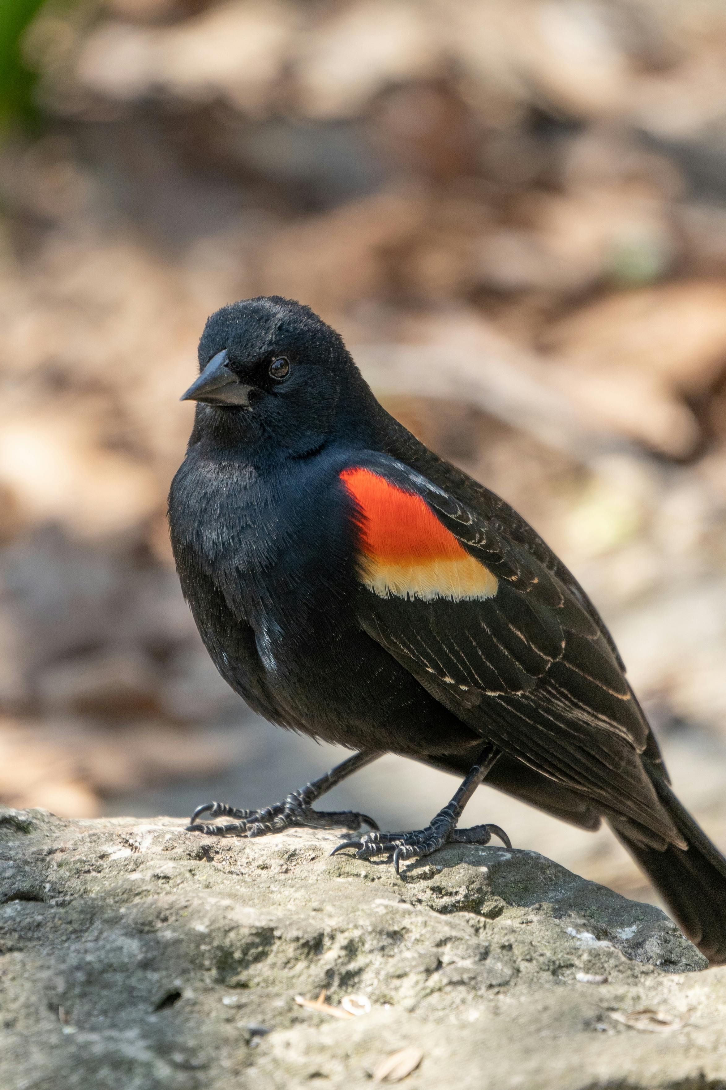 Bird on Stone · Free Stock Photo