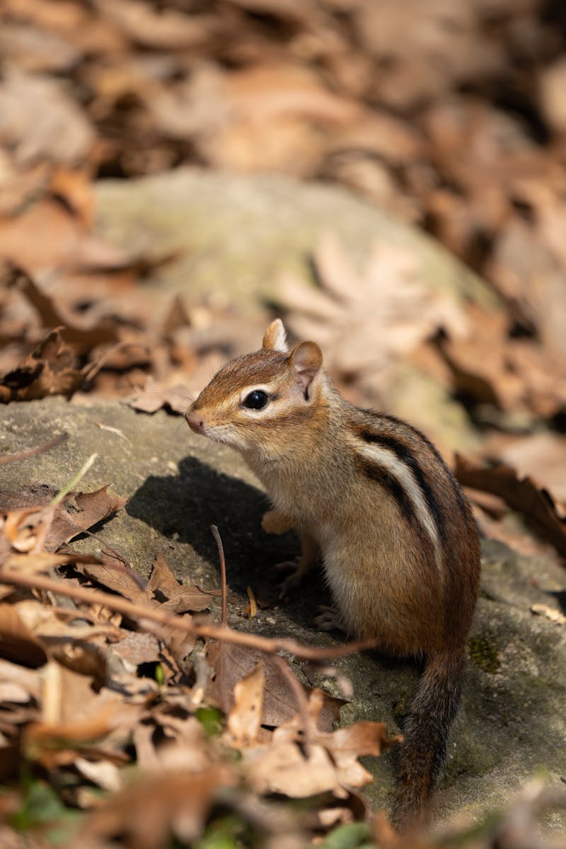 Fall Chipmunk Photos, Download The BEST Free Fall Chipmunk Stock Photos ...