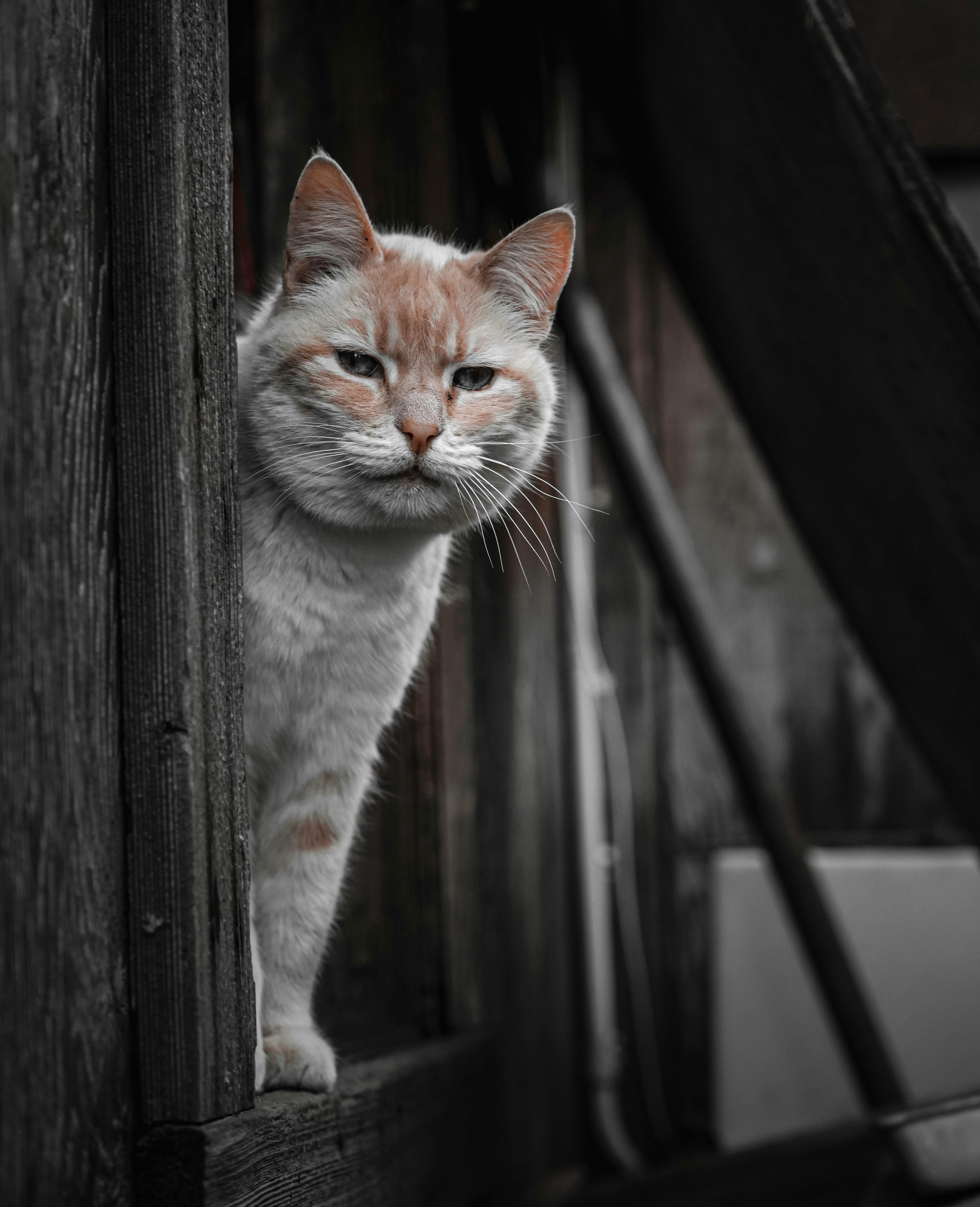 Vignette Photos, Download The BEST Free Vignette Stock Photos & HD Images