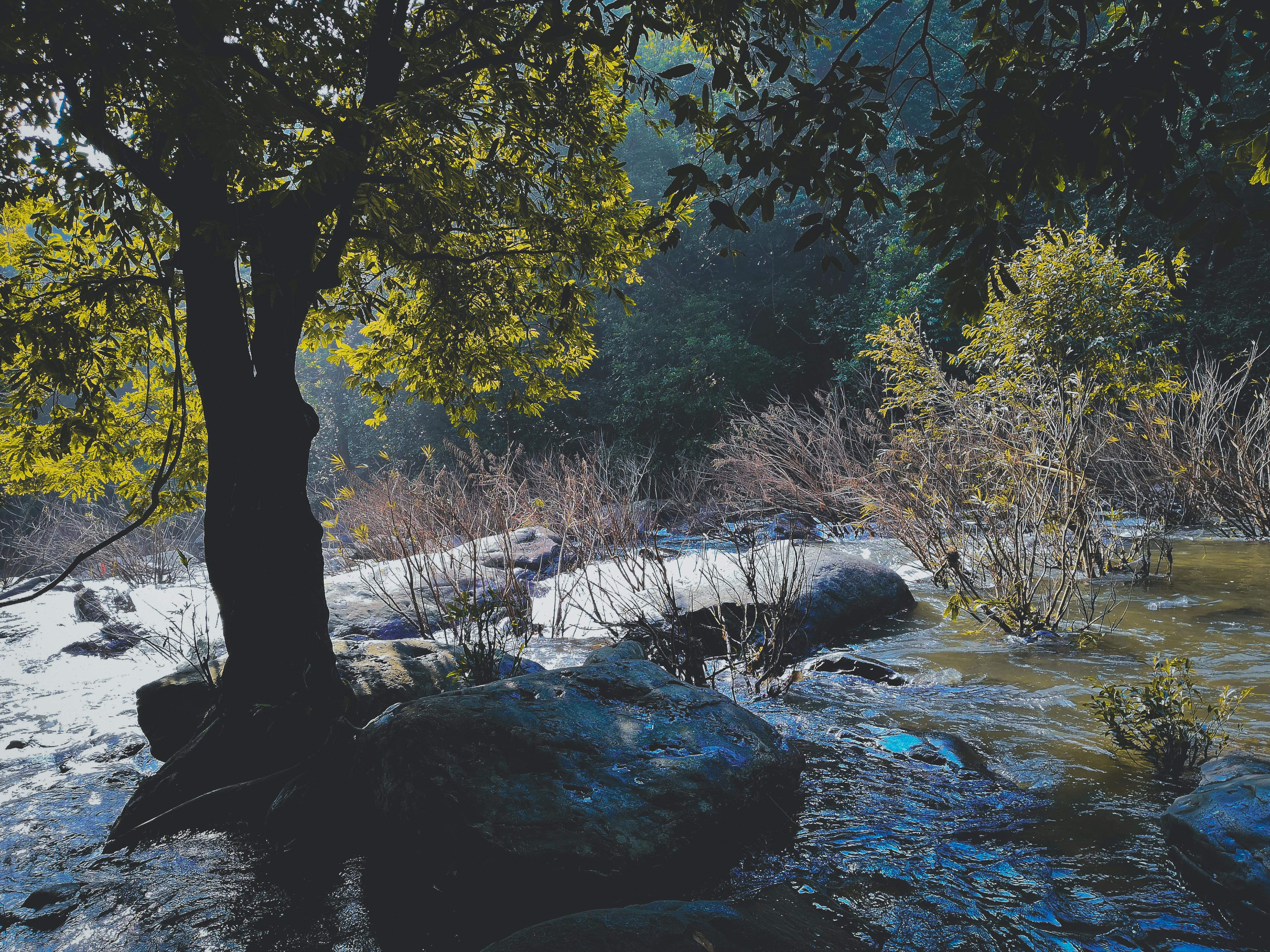 River and Tree · Free Stock Photo