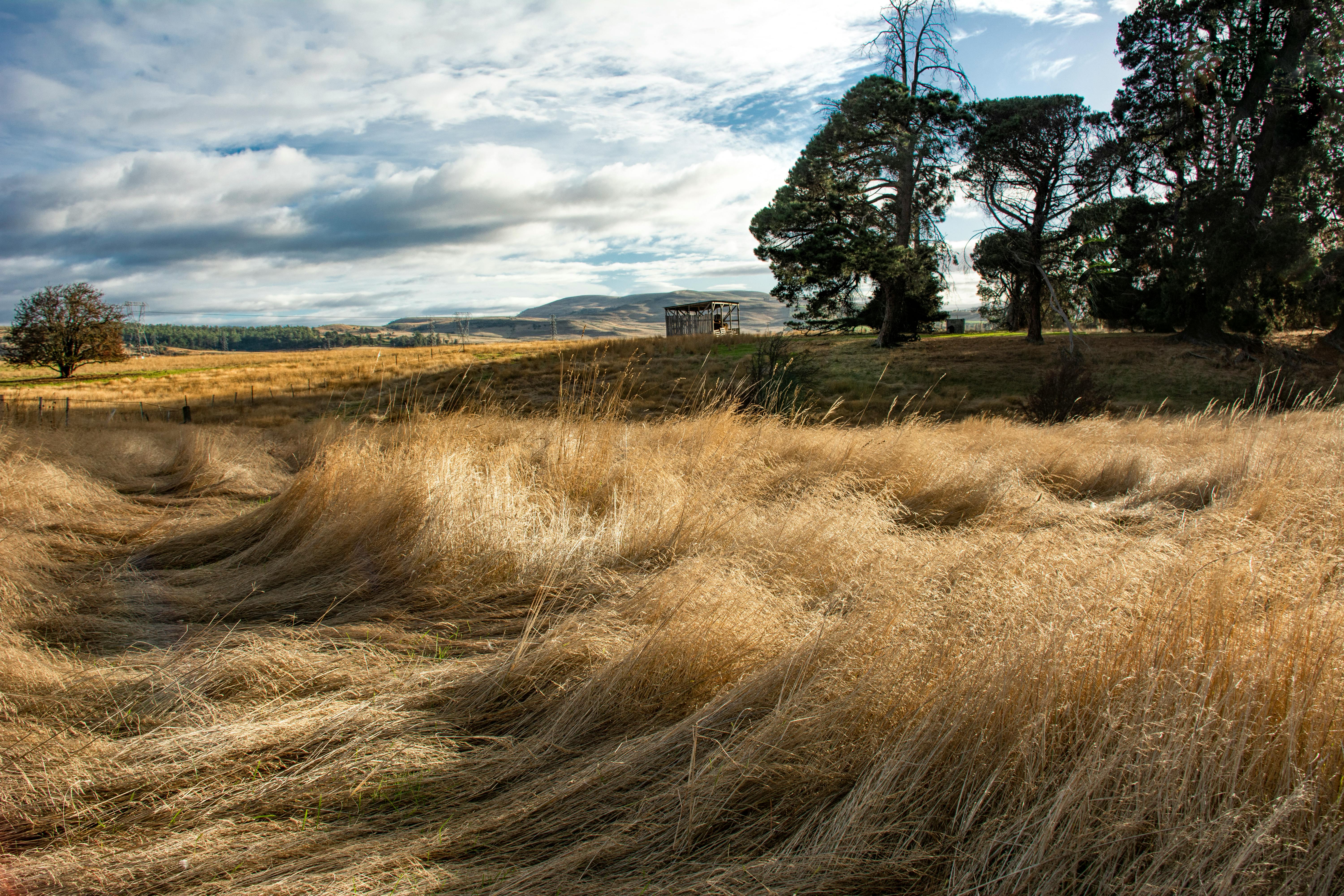 Grasses Bent by Wind on Plains · Free Stock Photo