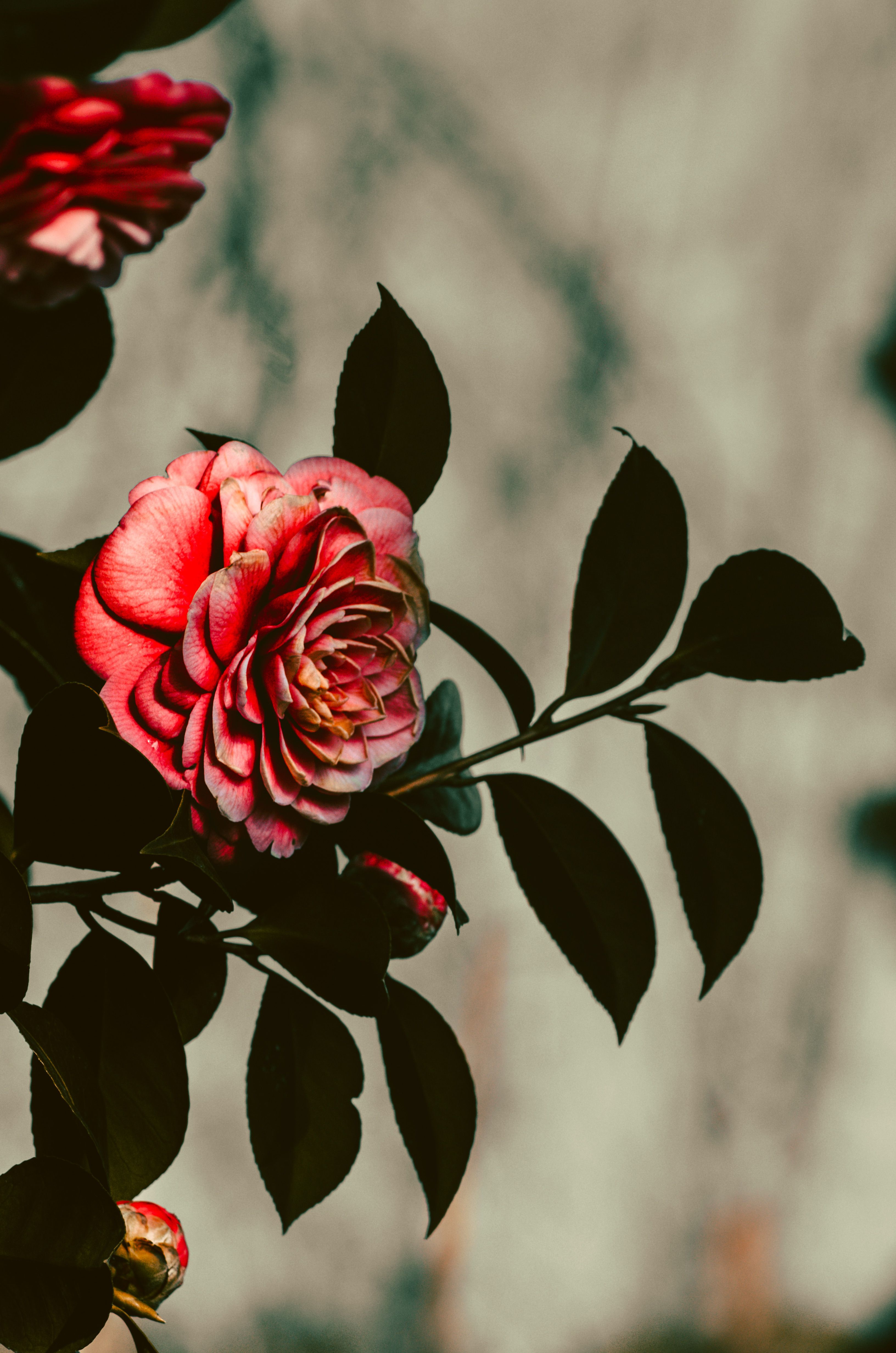 Green Bush with Blooming Roses · Free Stock Photo