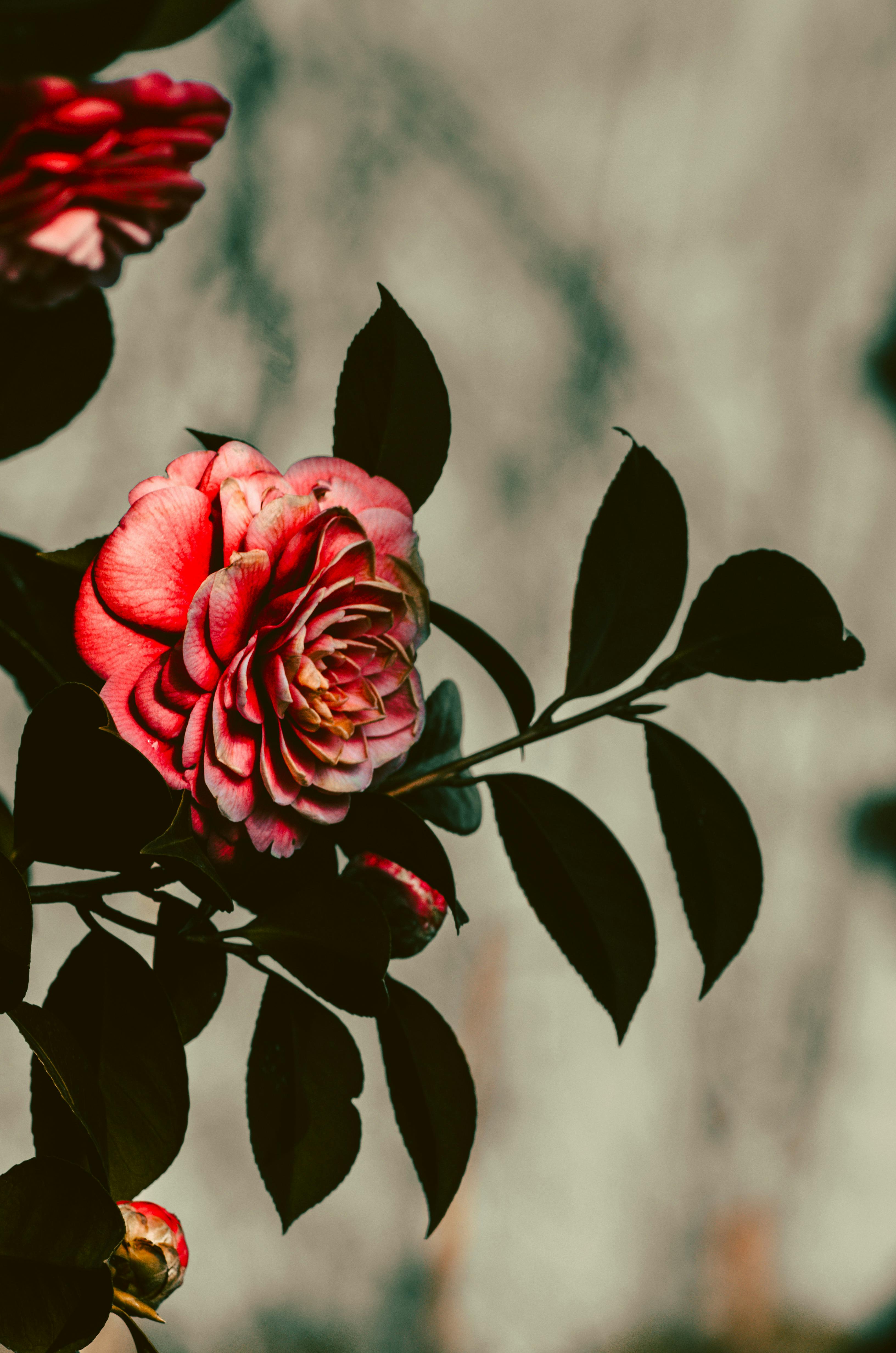 Photo of Pink Petal Flower · Free Stock Photo