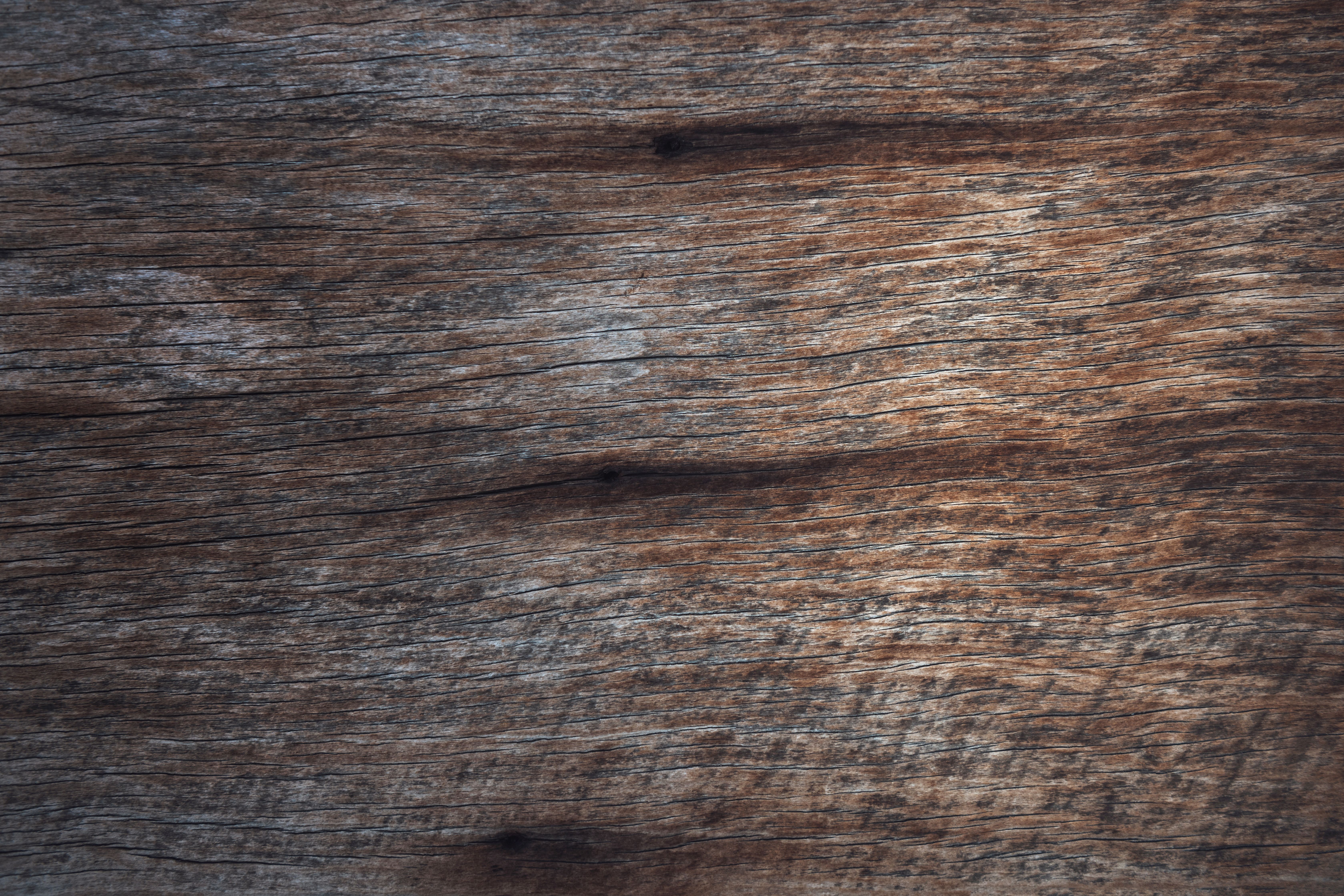 Brown Tree Bark · Free Stock Photo