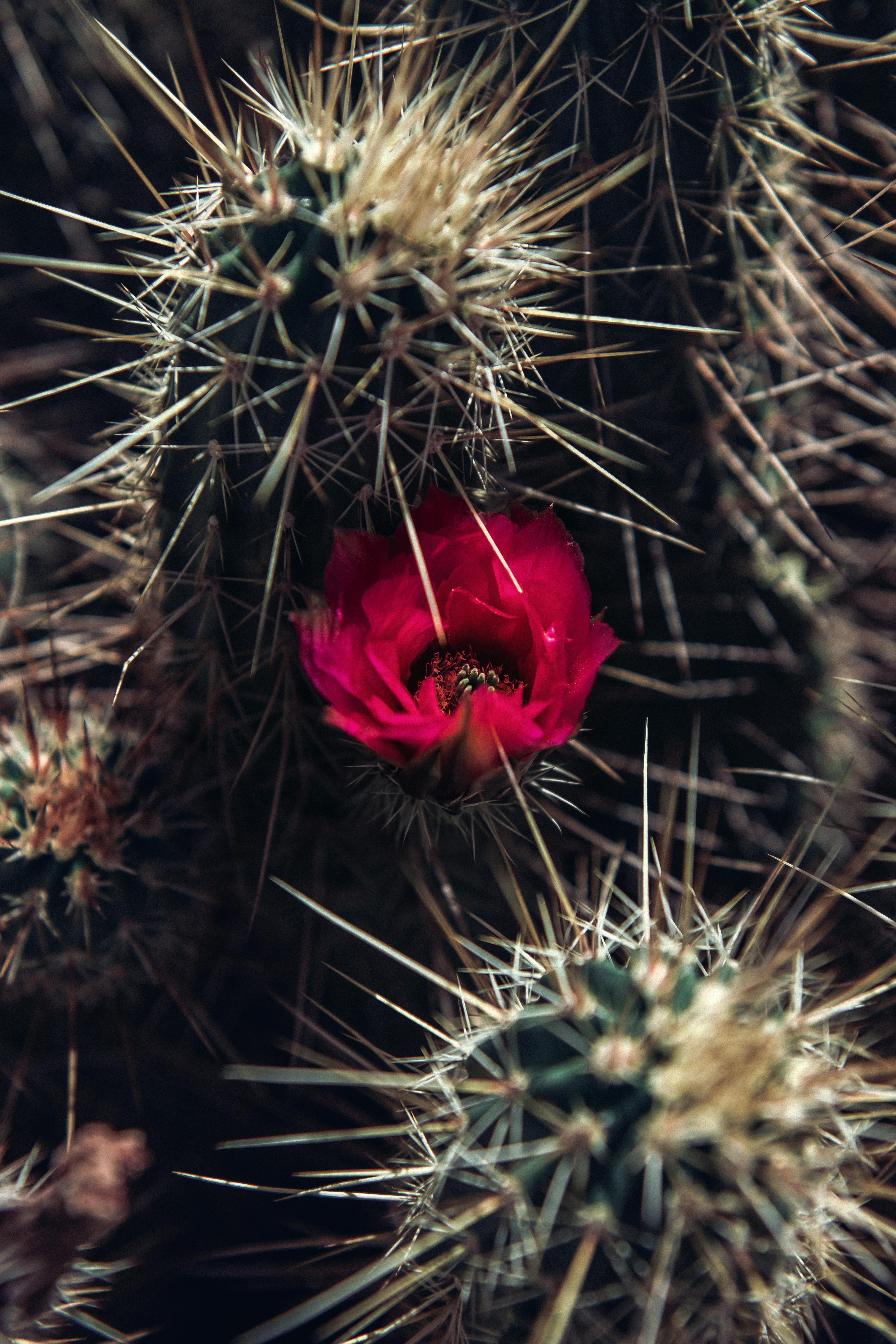 Close-up Photography of a Cactus · Free Stock Photo