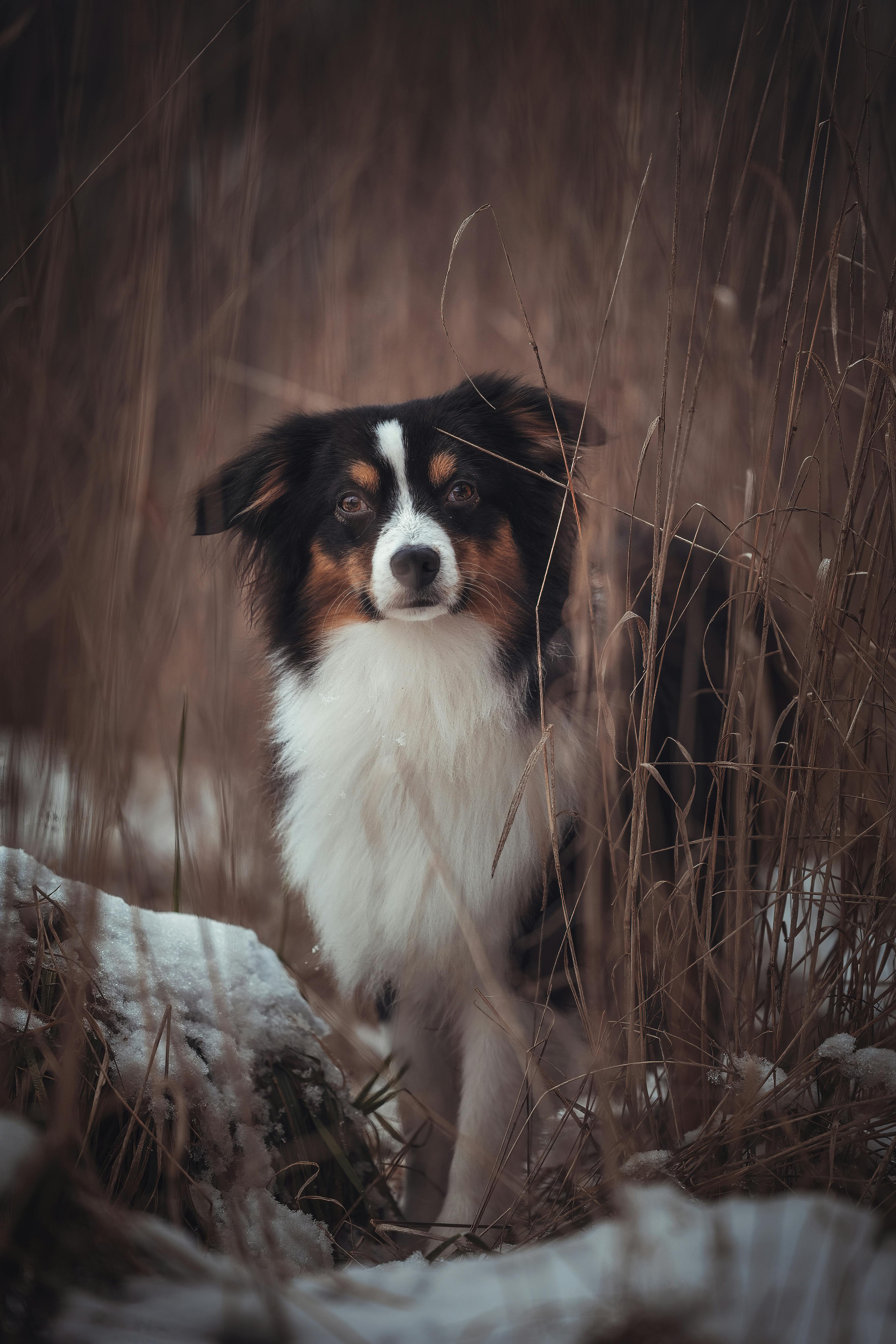 Dog Wallpapers Photos, Download The BEST Free Dog Wallpapers Stock ...