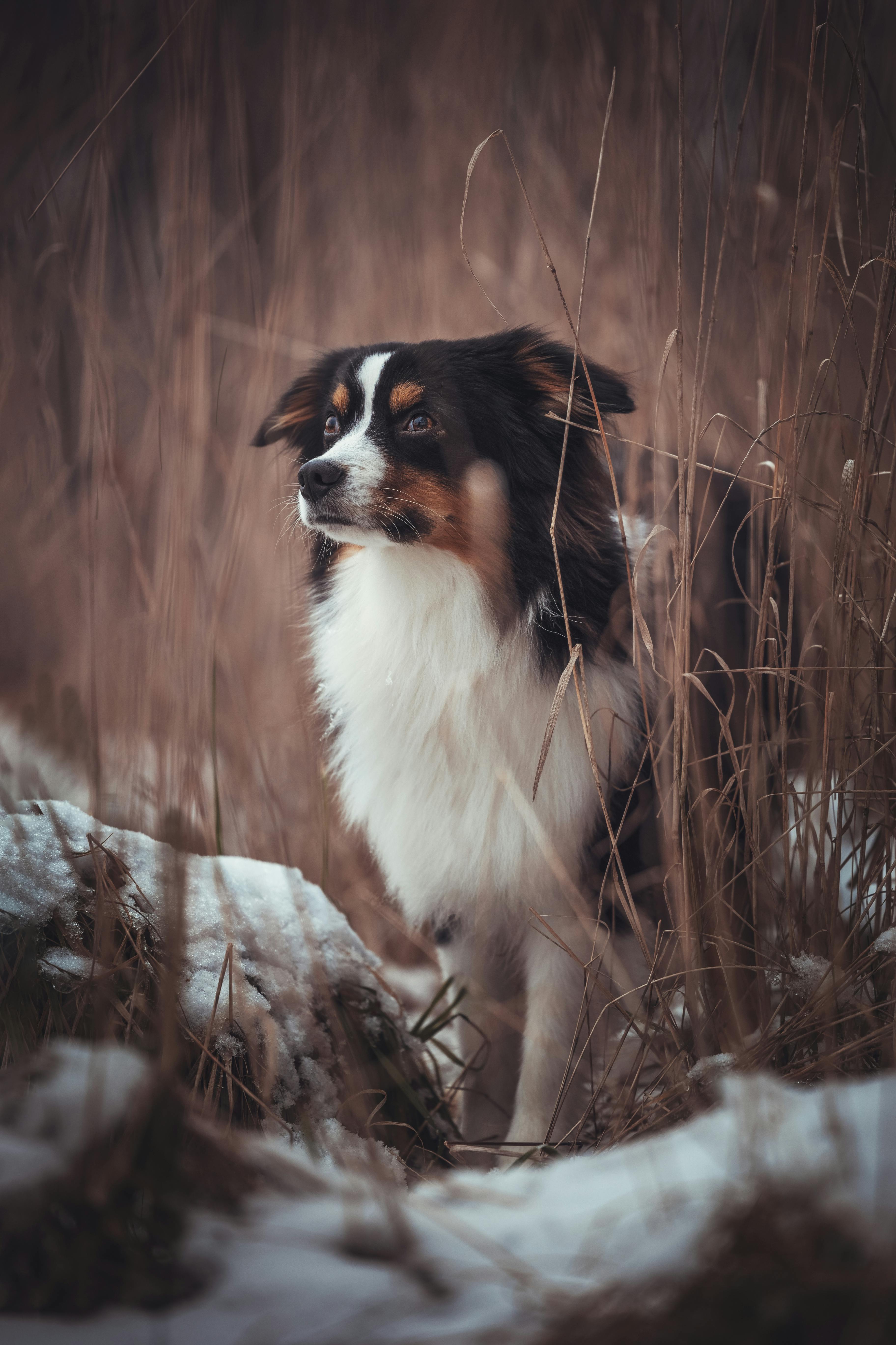 Australian Shepherd in Snow · Free Stock Photo